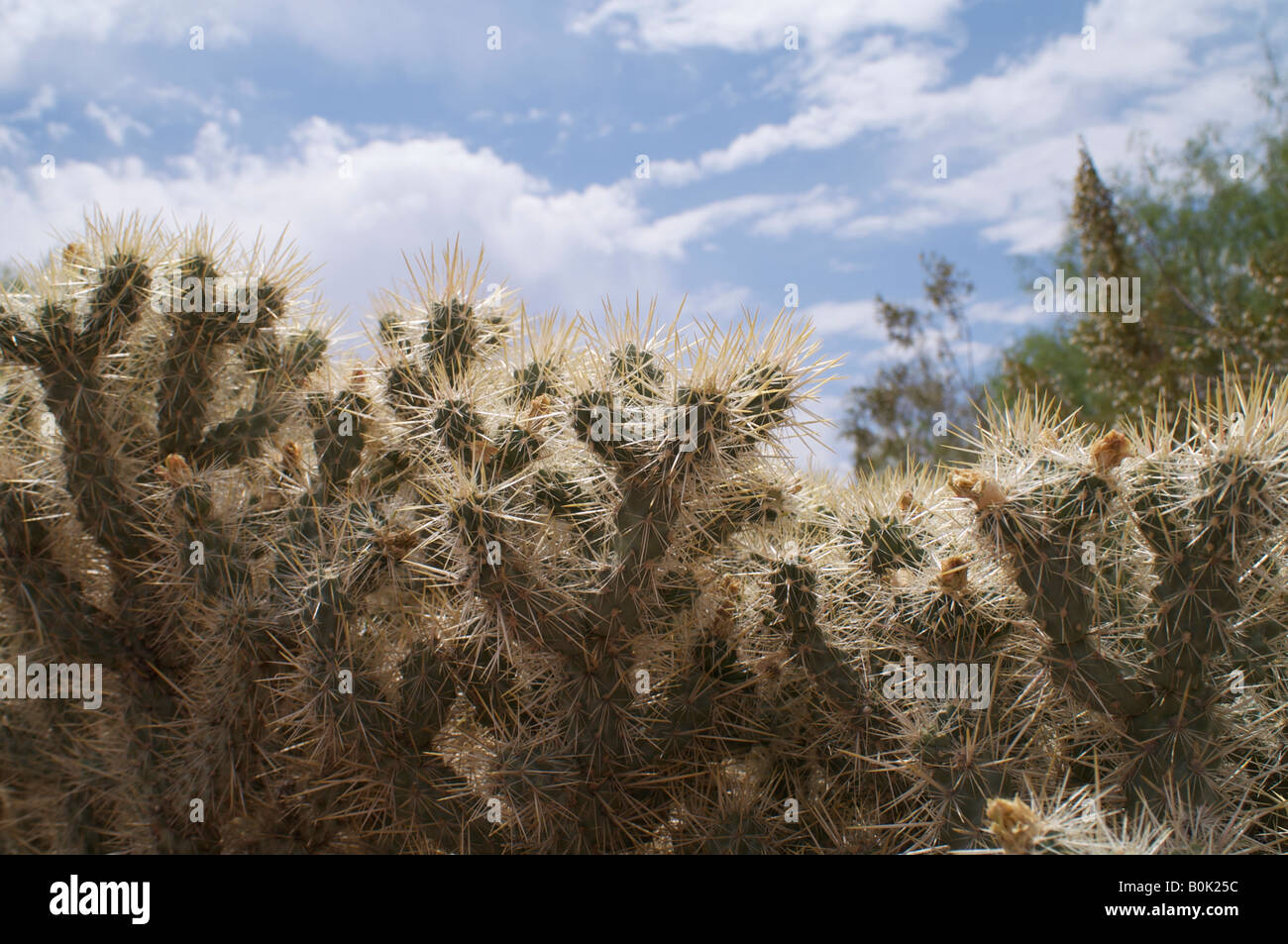 Cactus blue sky clouds hi-res stock photography and images - Alamy