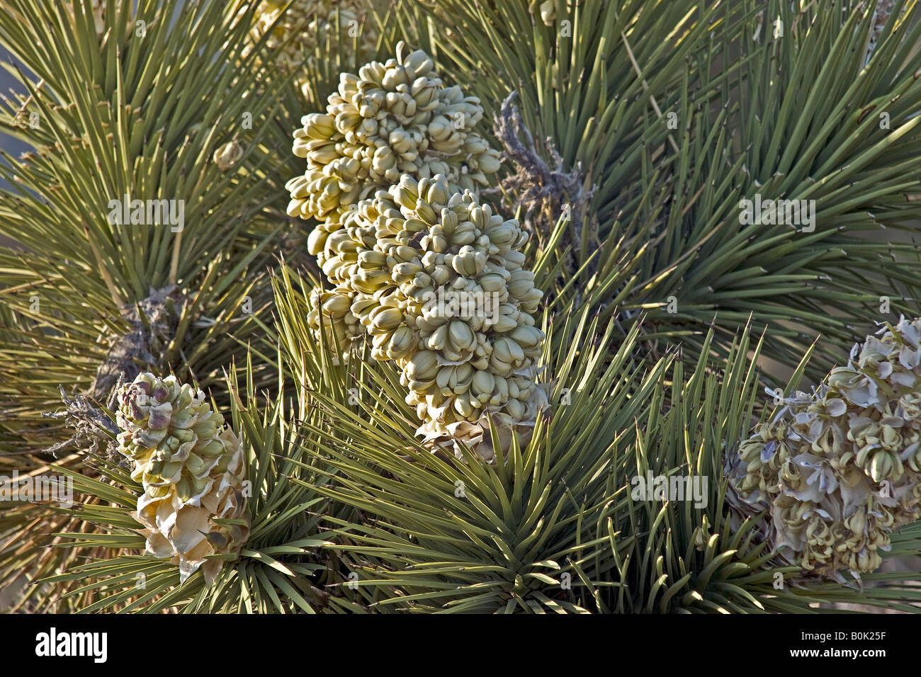 Yucca moth yucca flower hi-res stock photography and images - Alamy