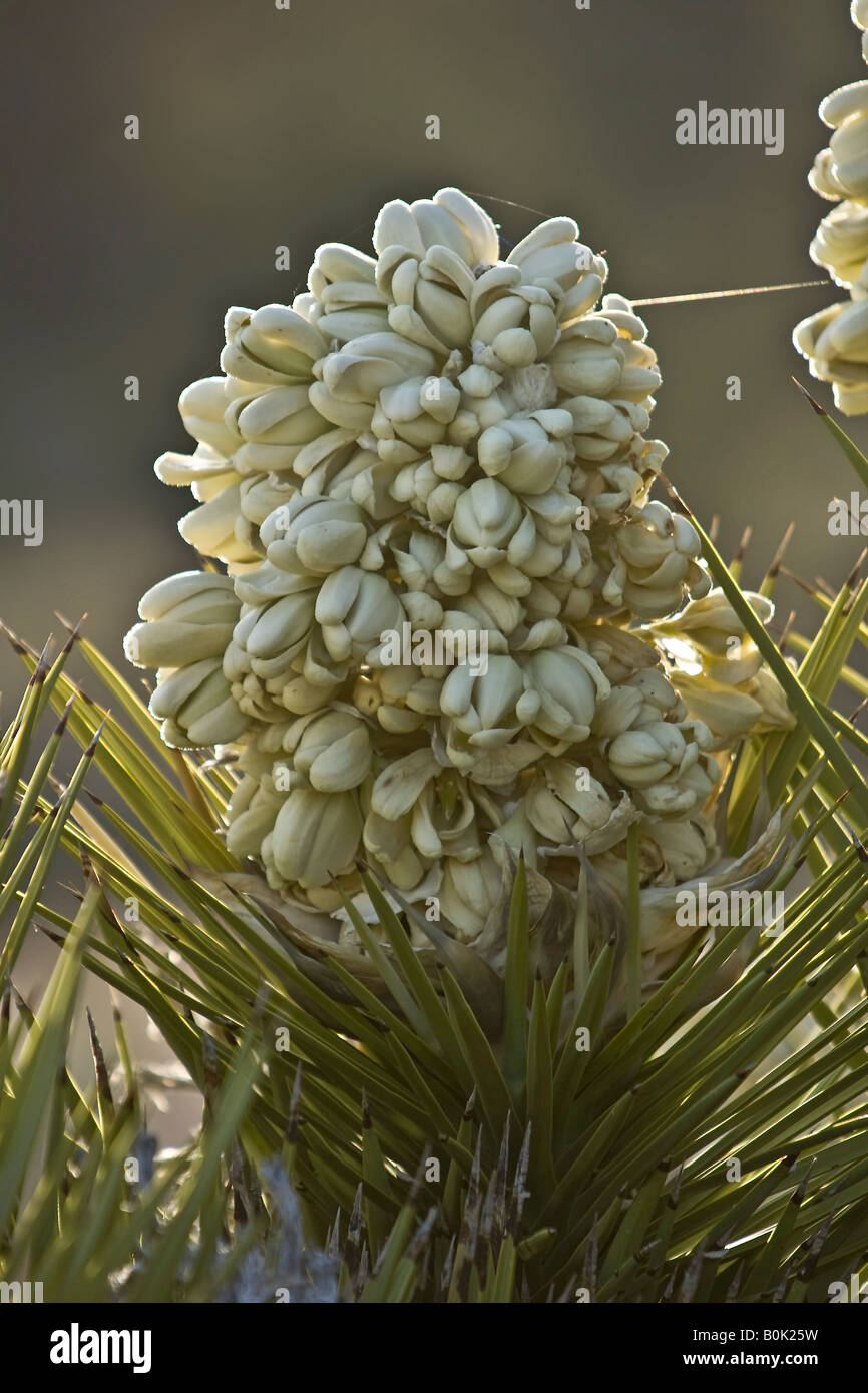 Yucca moth yucca flower hi-res stock photography and images - Alamy