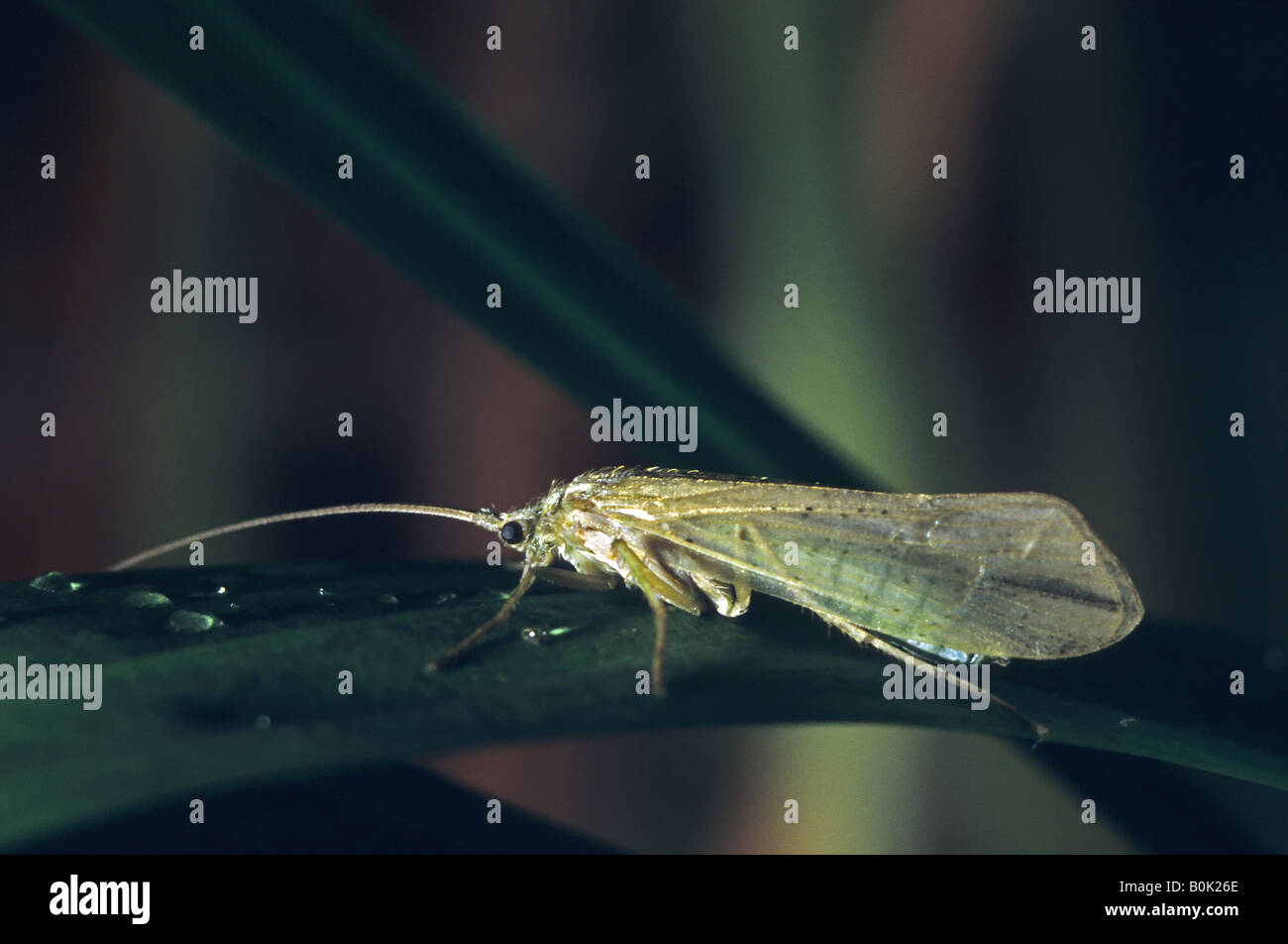 Caddis Flies High Resolution Stock Photography and Images - Alamy