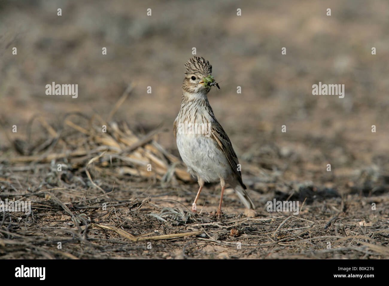 Lesser short toed lark Calandrella rufescens Spain spring Stock Photo ...