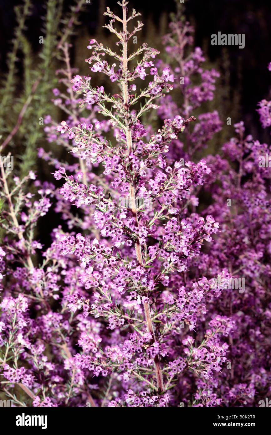 Chanelled Heath- Erica canaliculata- Family Ericaceae Stock Photo - Alamy