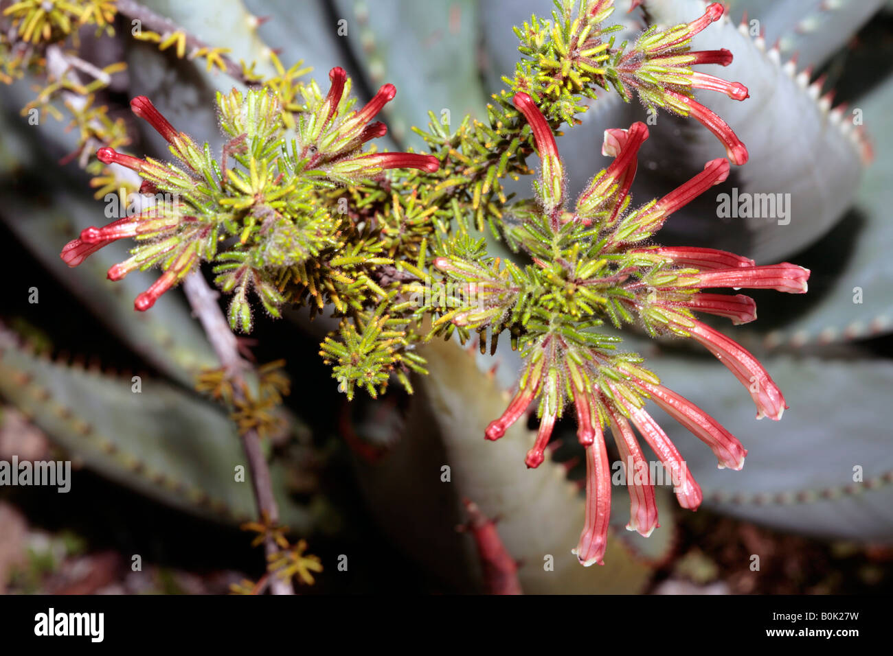 Erica versicolor hi-res stock photography and images - Alamy