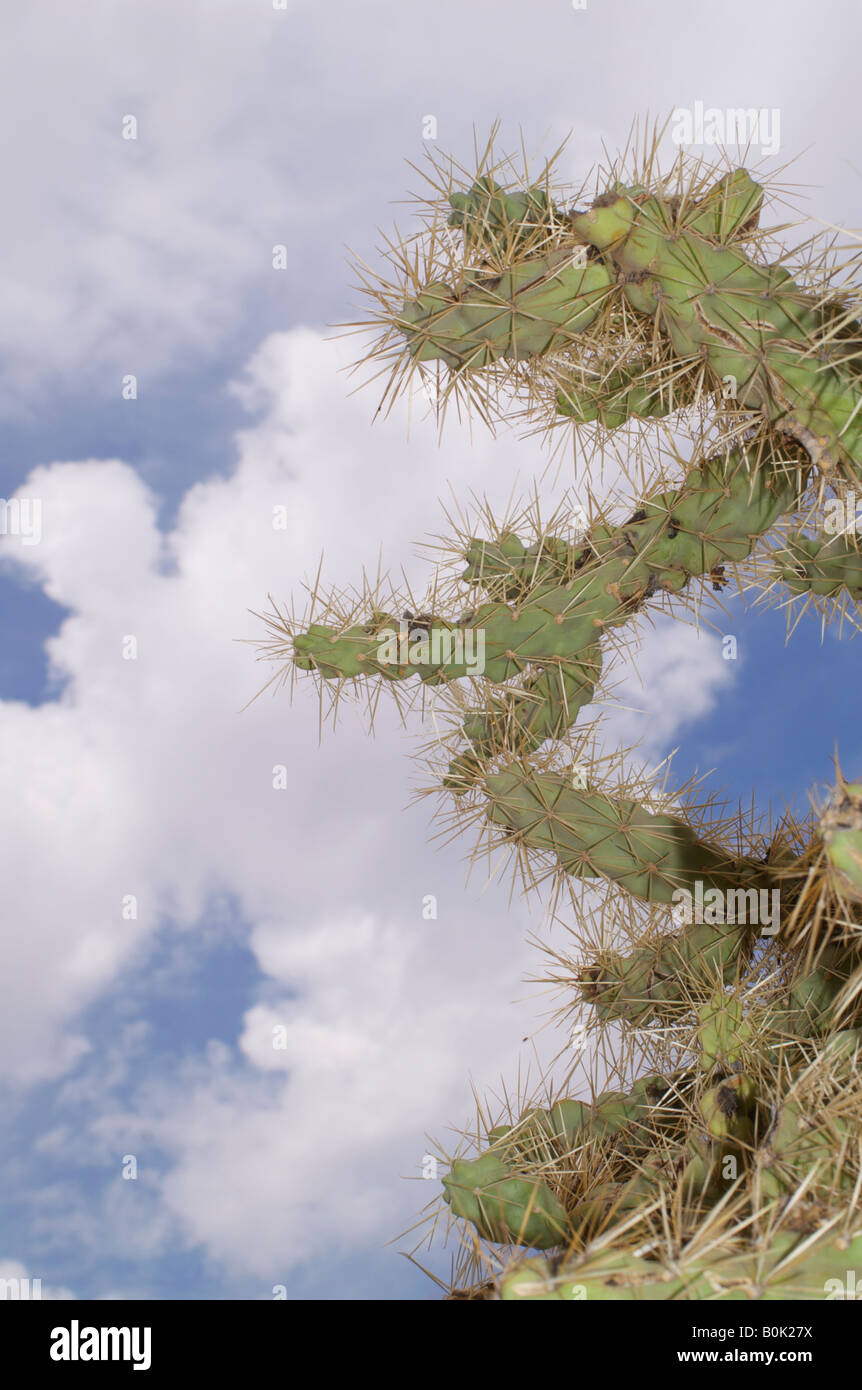 Cactus and blue sky hi-res stock photography and images - Alamy