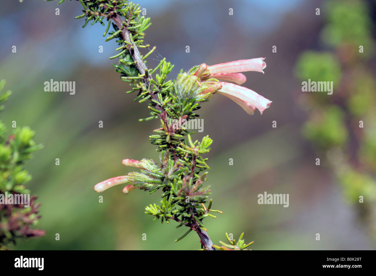 Erica versicolor-form-No common name- family Ericaceae Stock Photo - Alamy