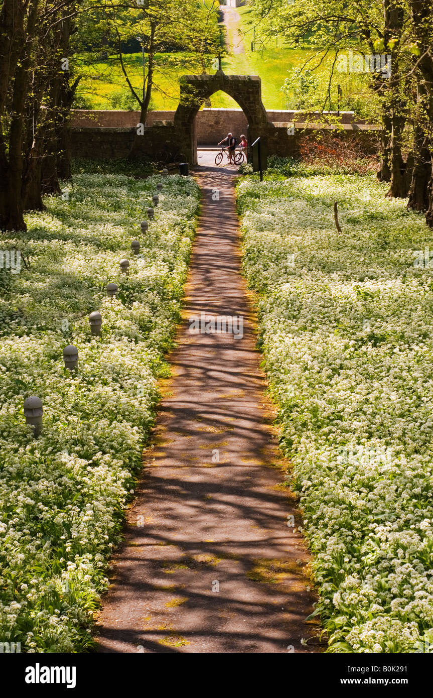 A path divides a mass of wild garlic blossoms leads to the Cathedral of ...