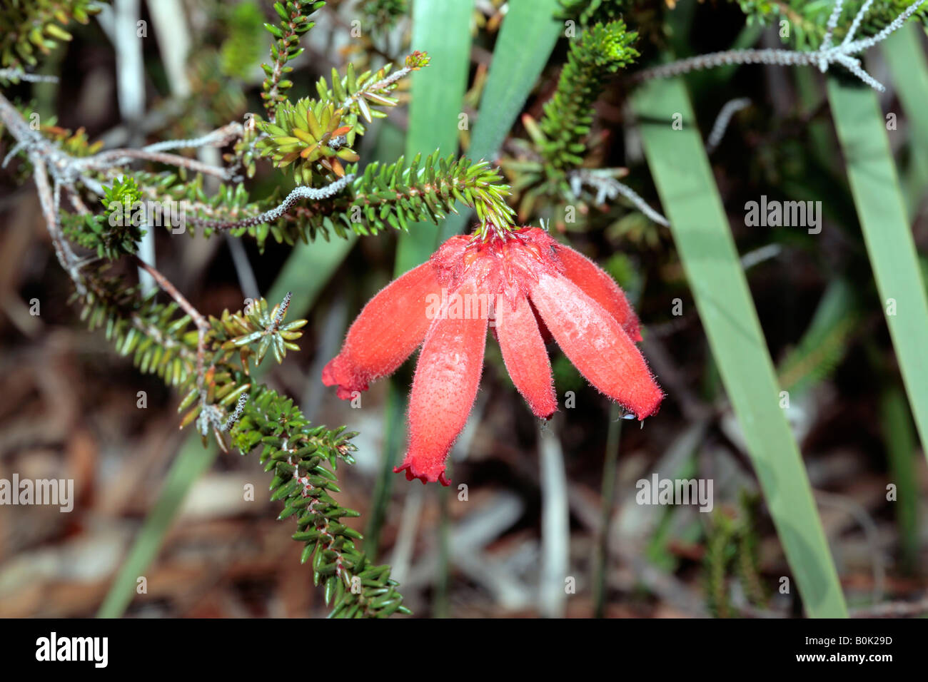 Erica glandulosa-Family Ericaceae Stock Photo - Alamy