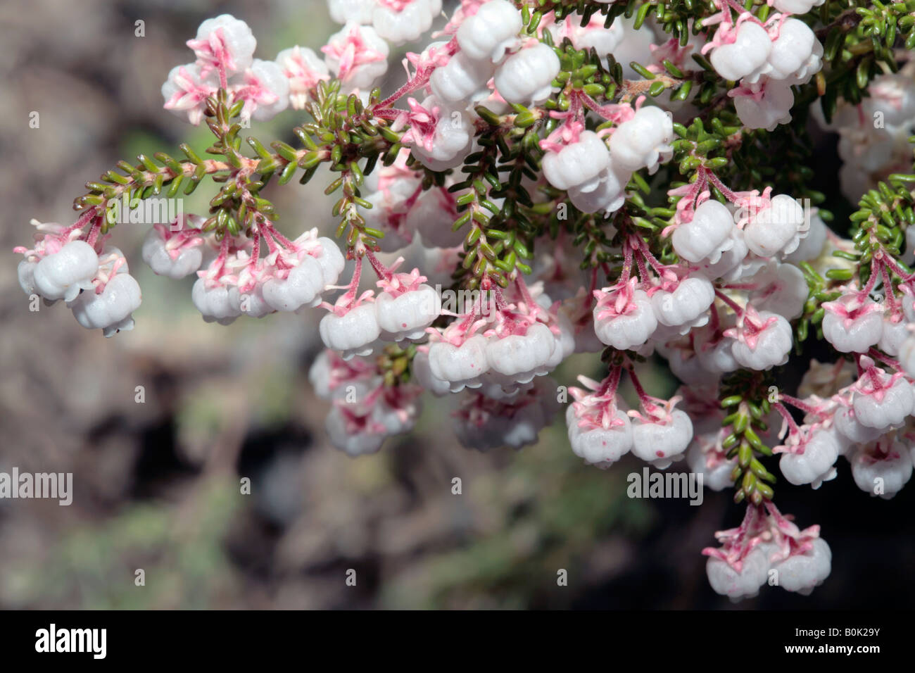 White Heath/Beautiful Heath-Erica formosa-Family Ericaceae Stock Photo ...