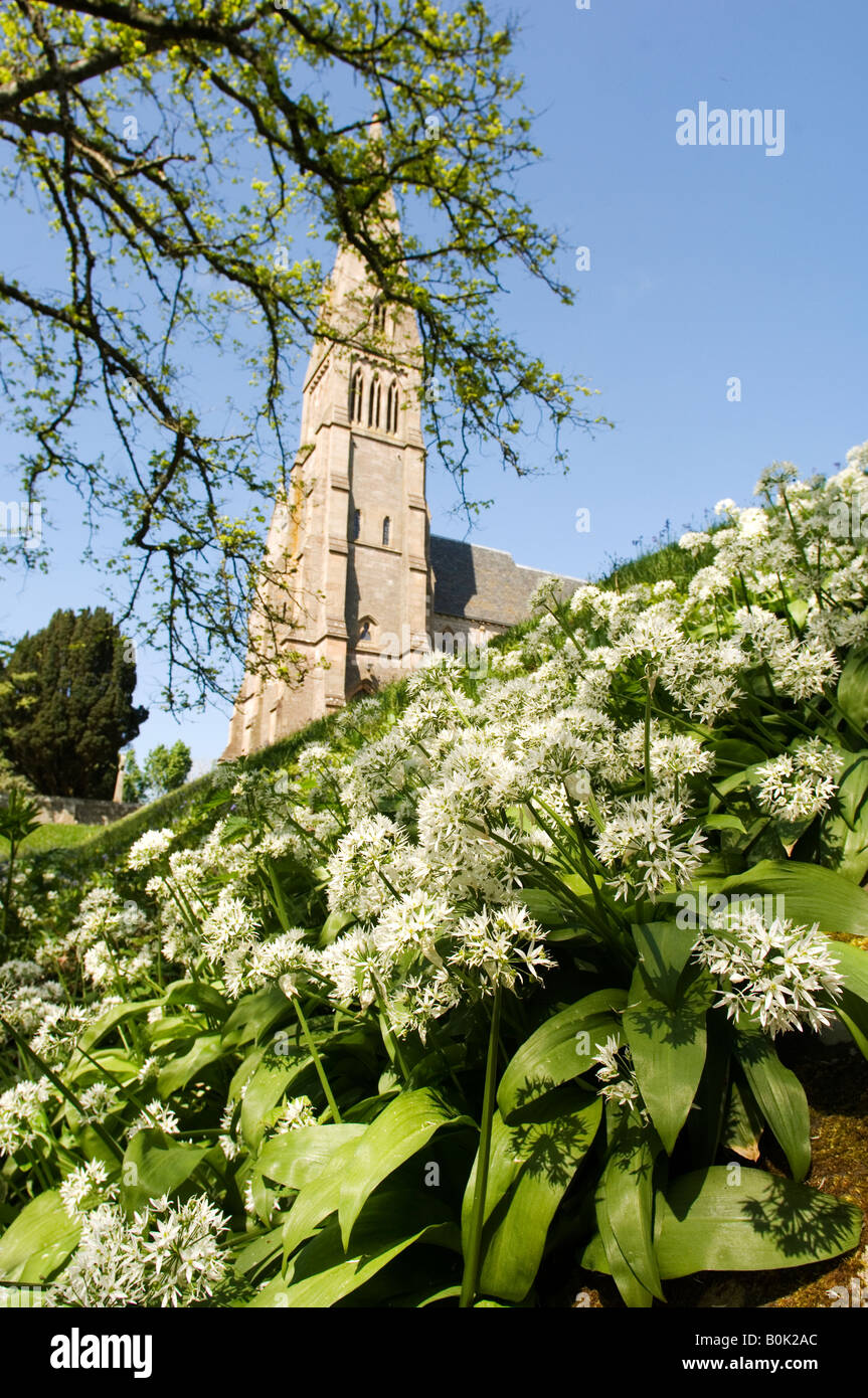 Wild garlic flowers in full blossom outside Cathedral of the Isles ...