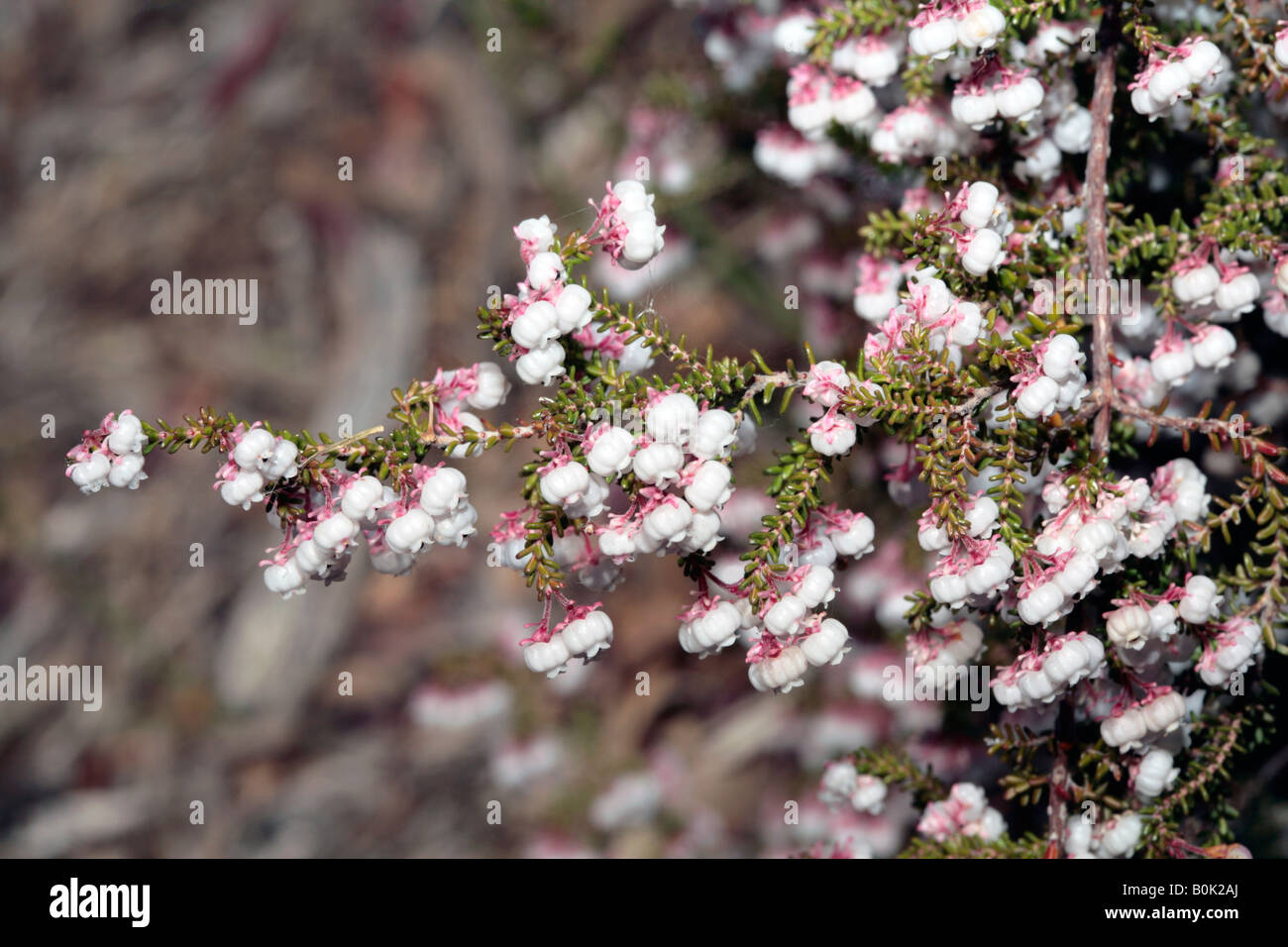 White Heath/Beautiful Heath-Erica formosa-Family Ericaceae Stock Photo ...