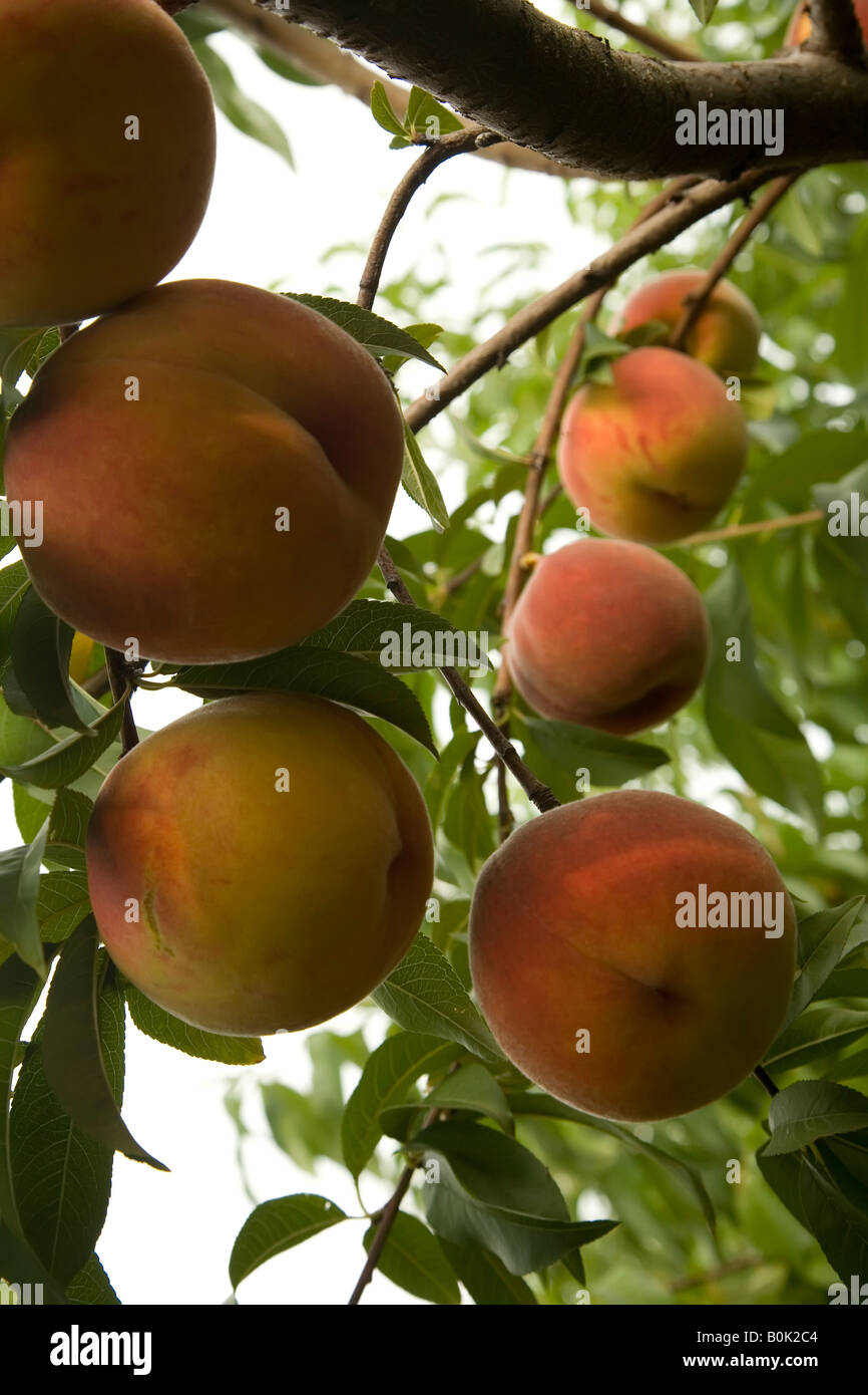 Close up photo of peaches growing on a tree Stock Photo - Alamy