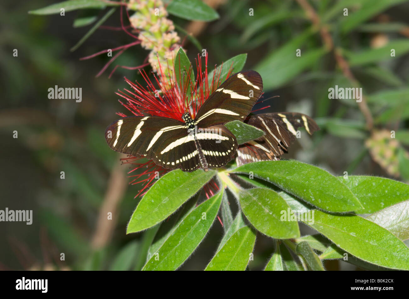 Zebra Longwing butterfly Stock Photo - Alamy