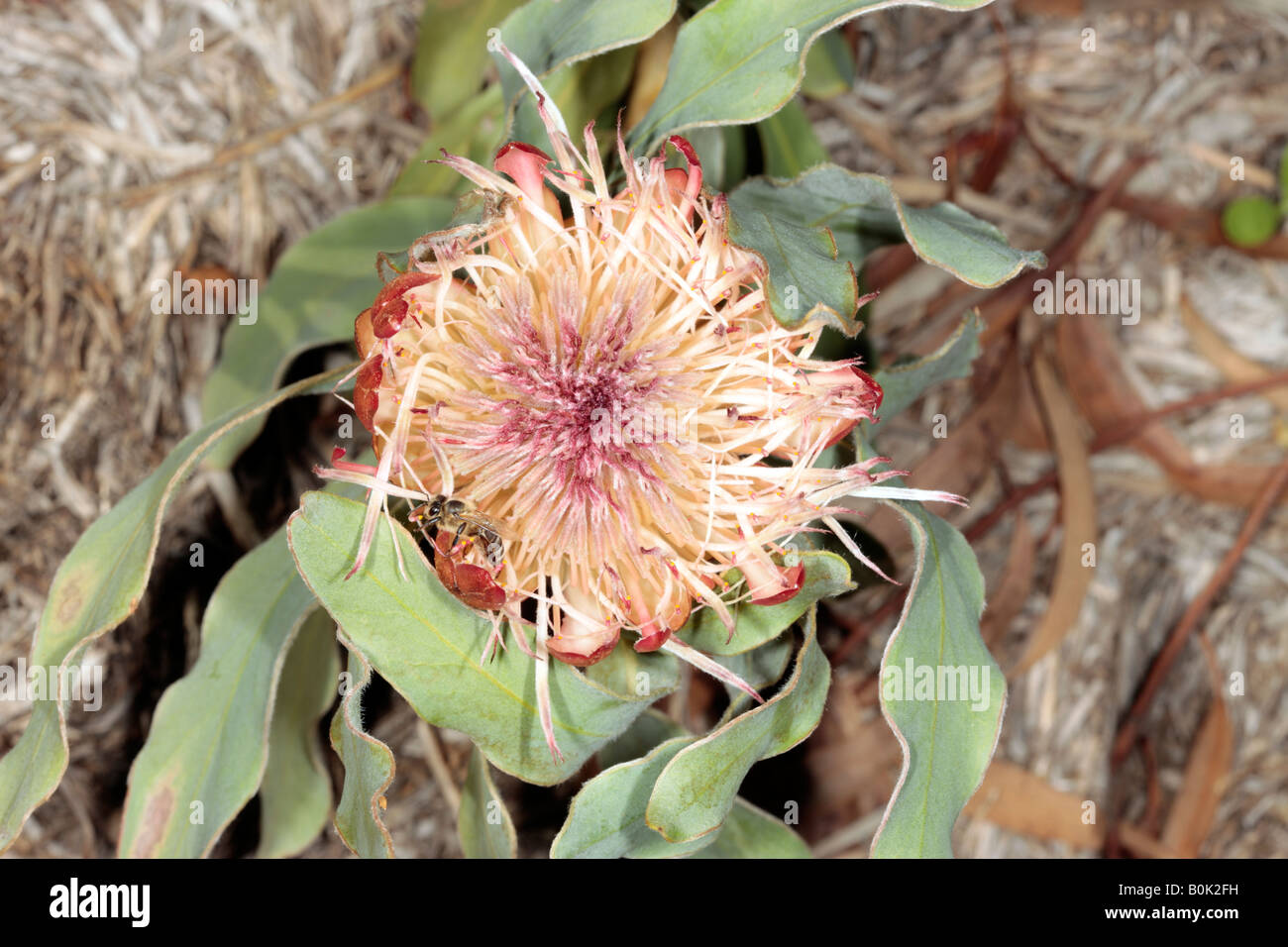 Protea mellifera hi-res stock photography and images - Alamy