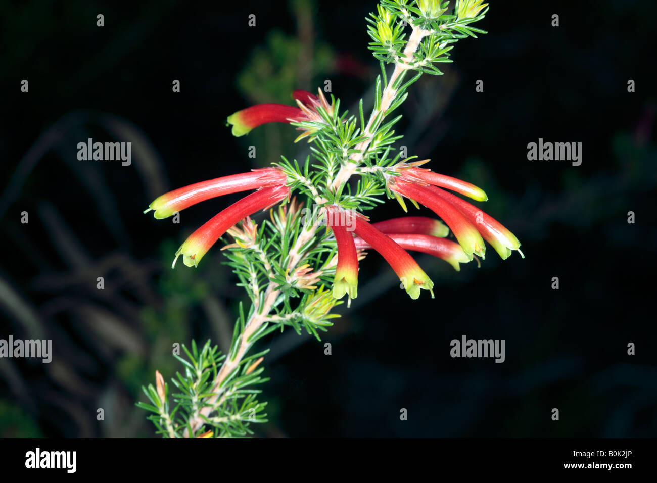 Erica Versicolor High Resolution Stock Photography and Images - Alamy