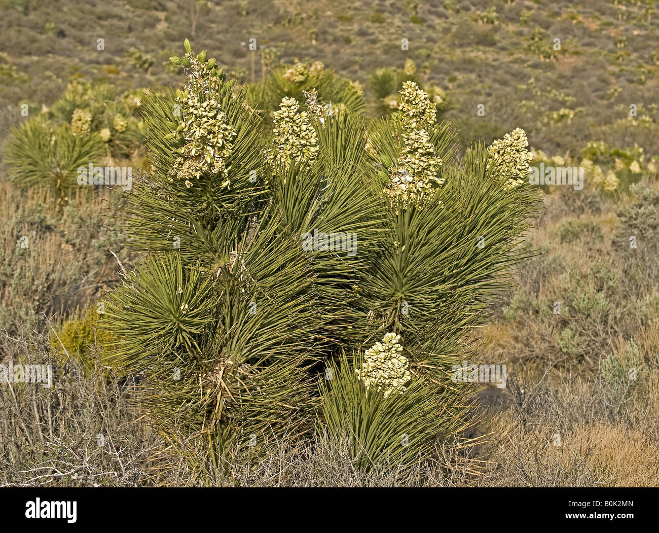 Yucca moth yucca flower hi-res stock photography and images - Alamy