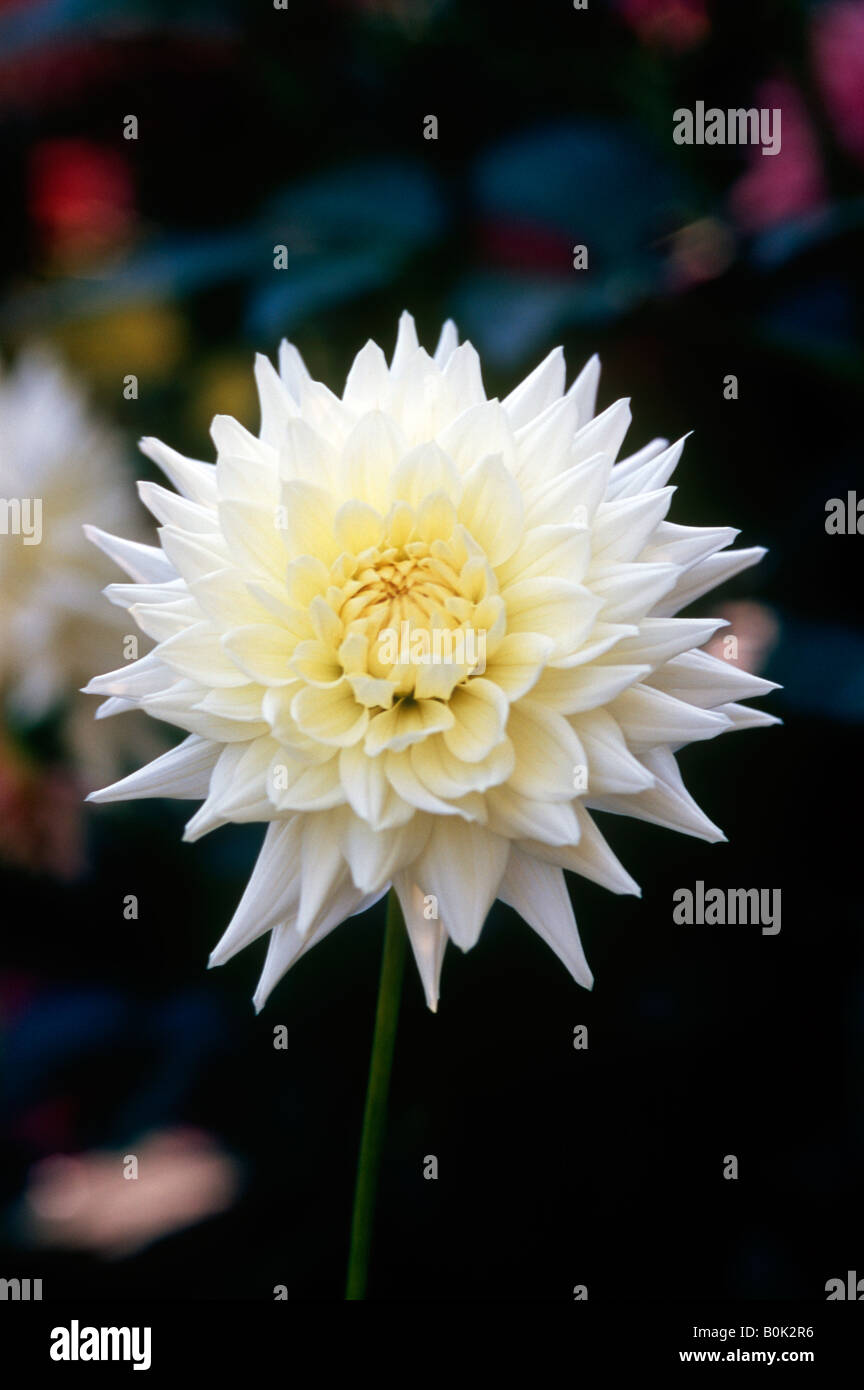 Photograph of white flower hi-res stock photography and images - Alamy