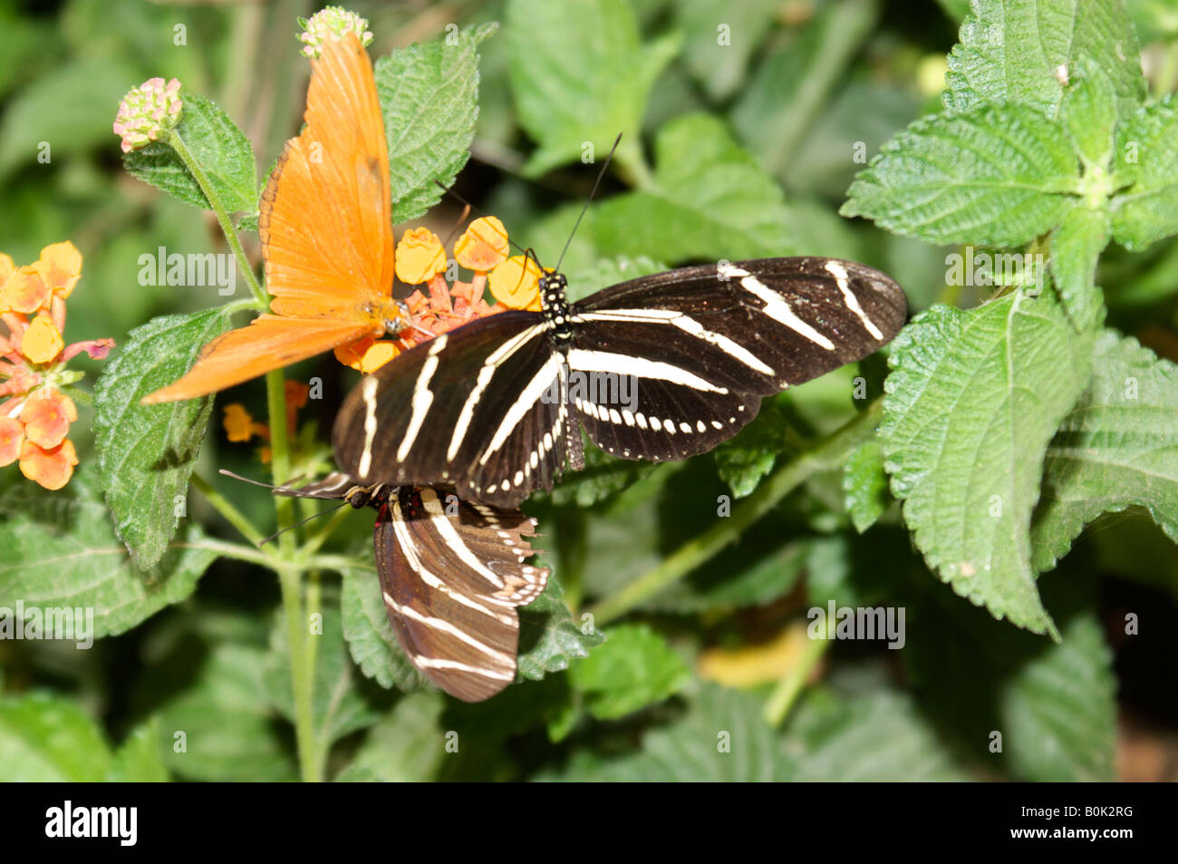 Zebra Longwing Butterfly Stock Photo - Alamy