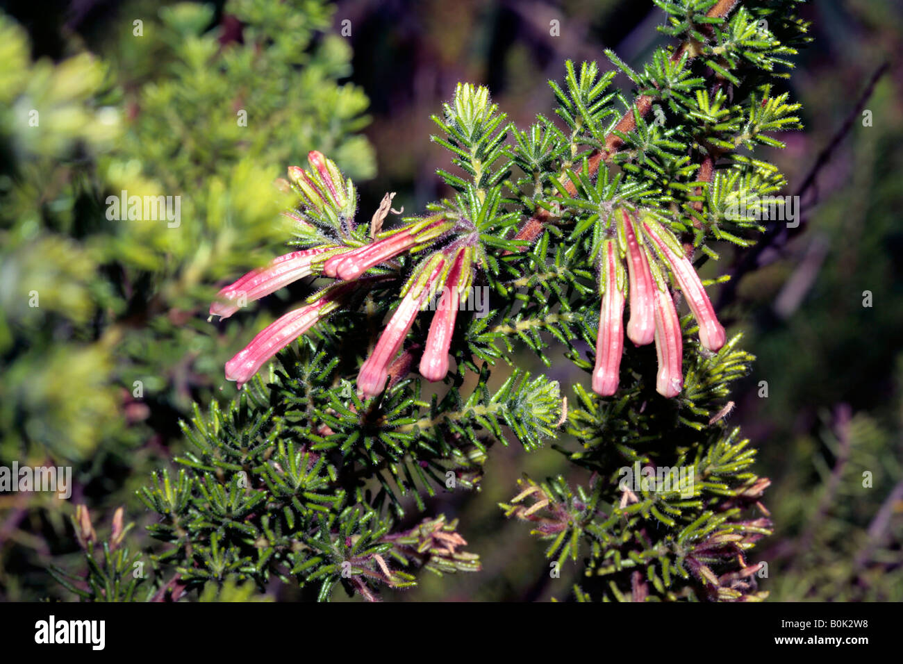 Erica versicolor-pink form-No common name- family Ericaceae Stock Photo ...