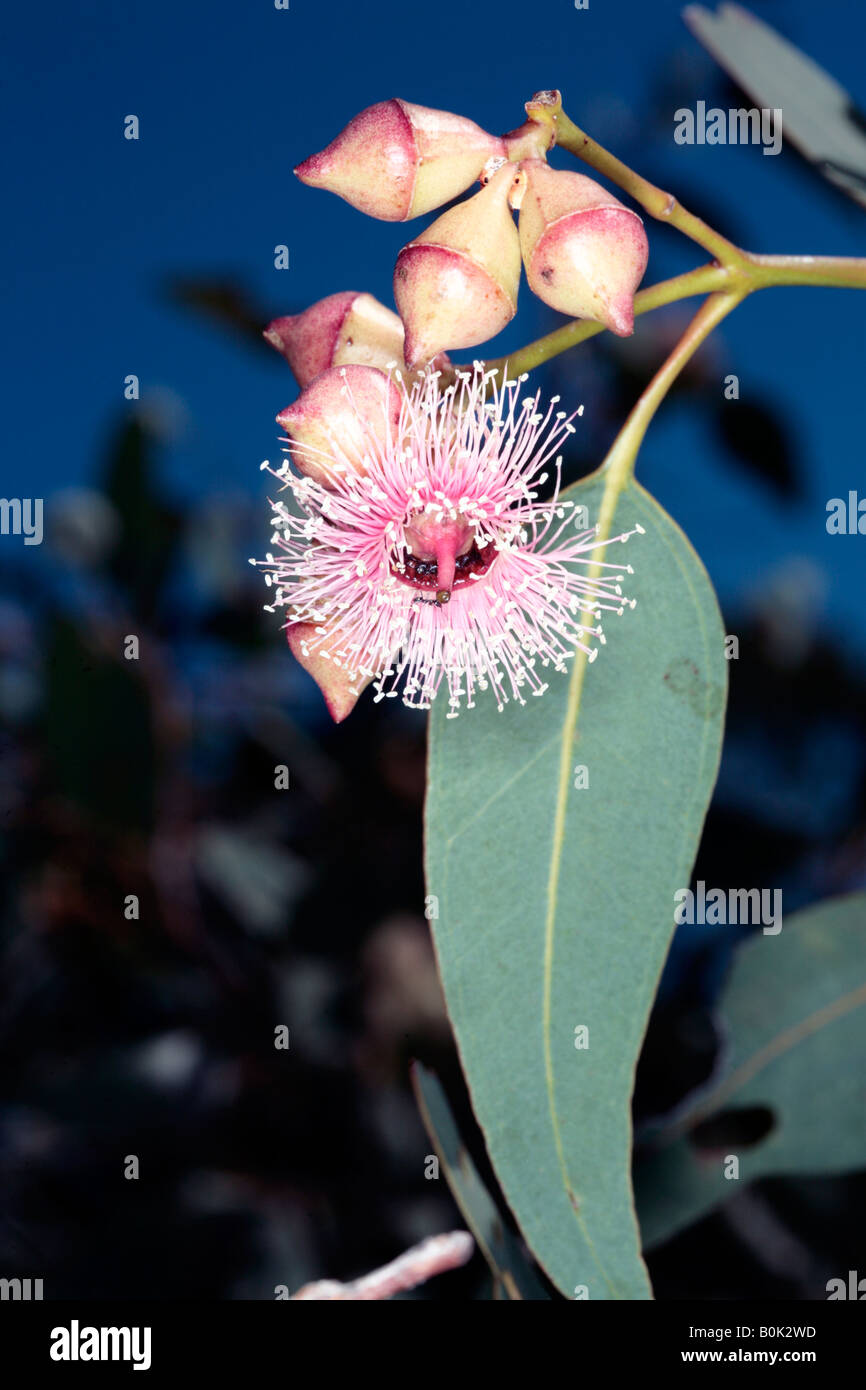Bloodwood tree hi-res stock photography and images - Alamy