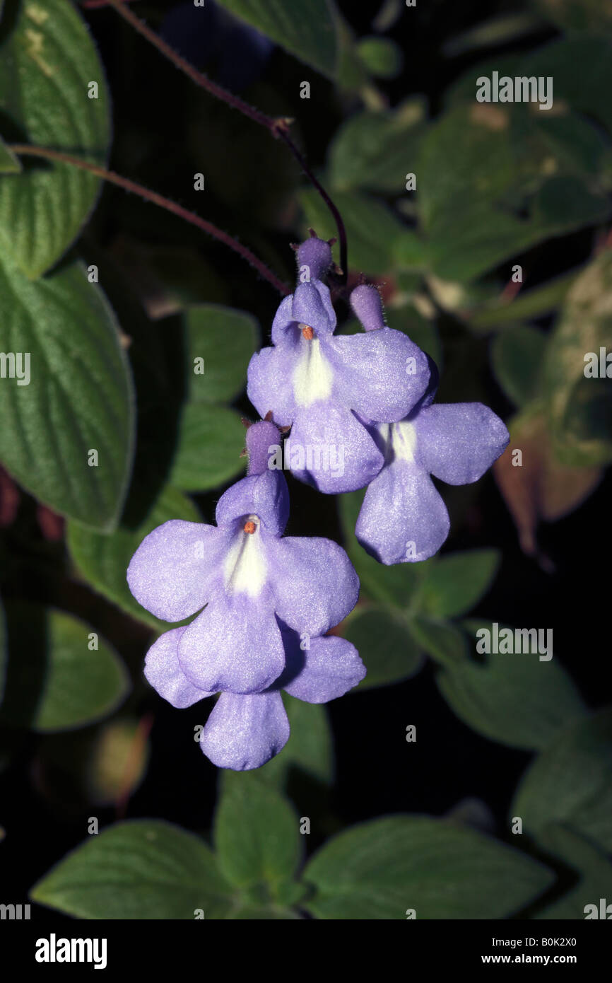 Nodding violet streptocarpus caulescens hi-res stock photography and ...