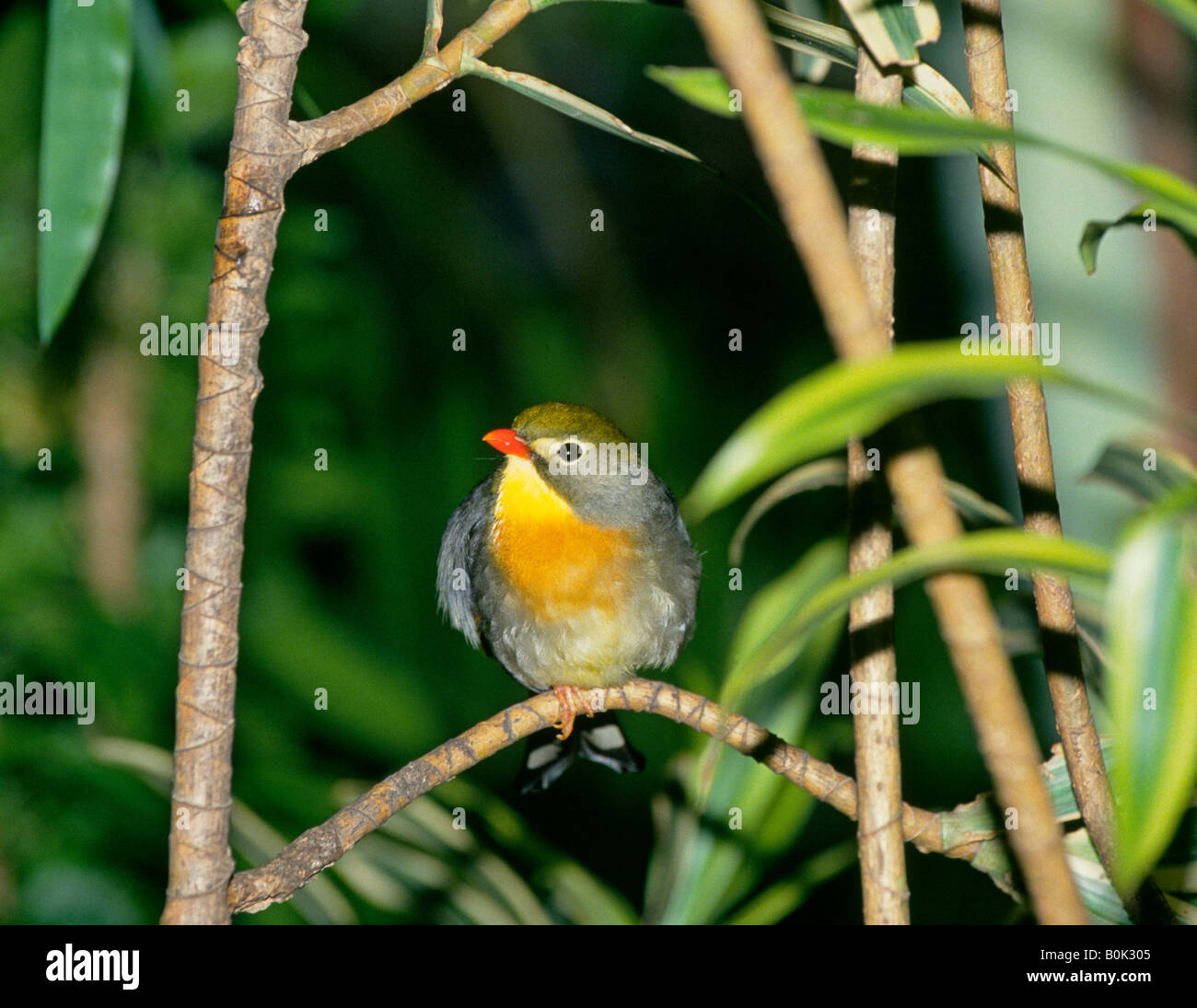 Asian bird hi-res stock photography and images - Alamy
