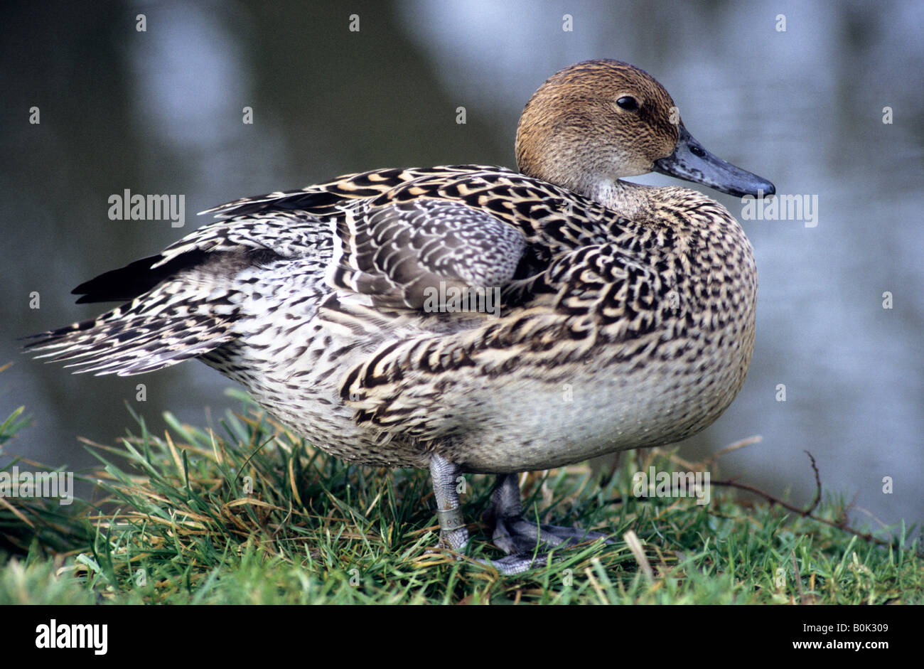 Northern Pintail female- Anas acuta-Family Anatidae Stock Photo - Alamy