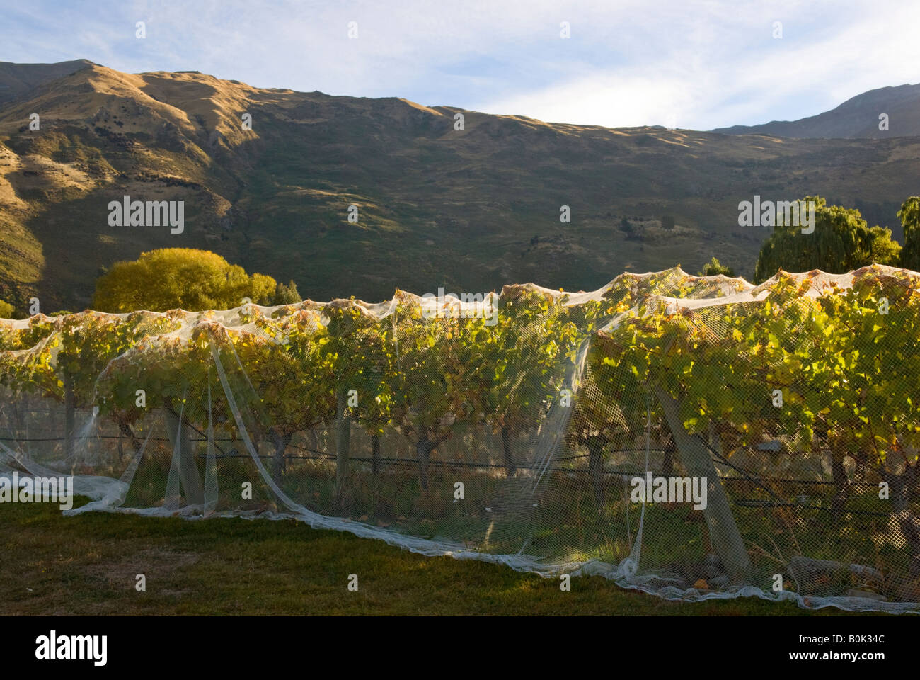 Vines covered in protective netting in a vineyard at Wanaka in Central ...