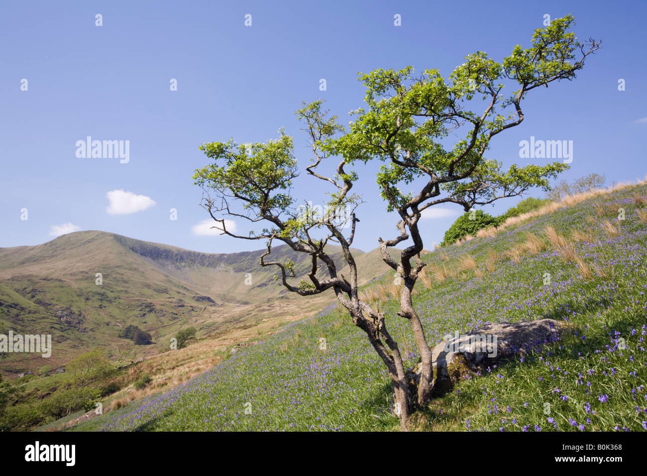 Welsh countryside in summer hi-res stock photography and images - Alamy