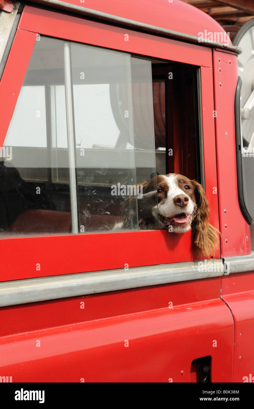 Springer Spaniel in a LandRover Defender Fire Engine Stock Photo - Alamy