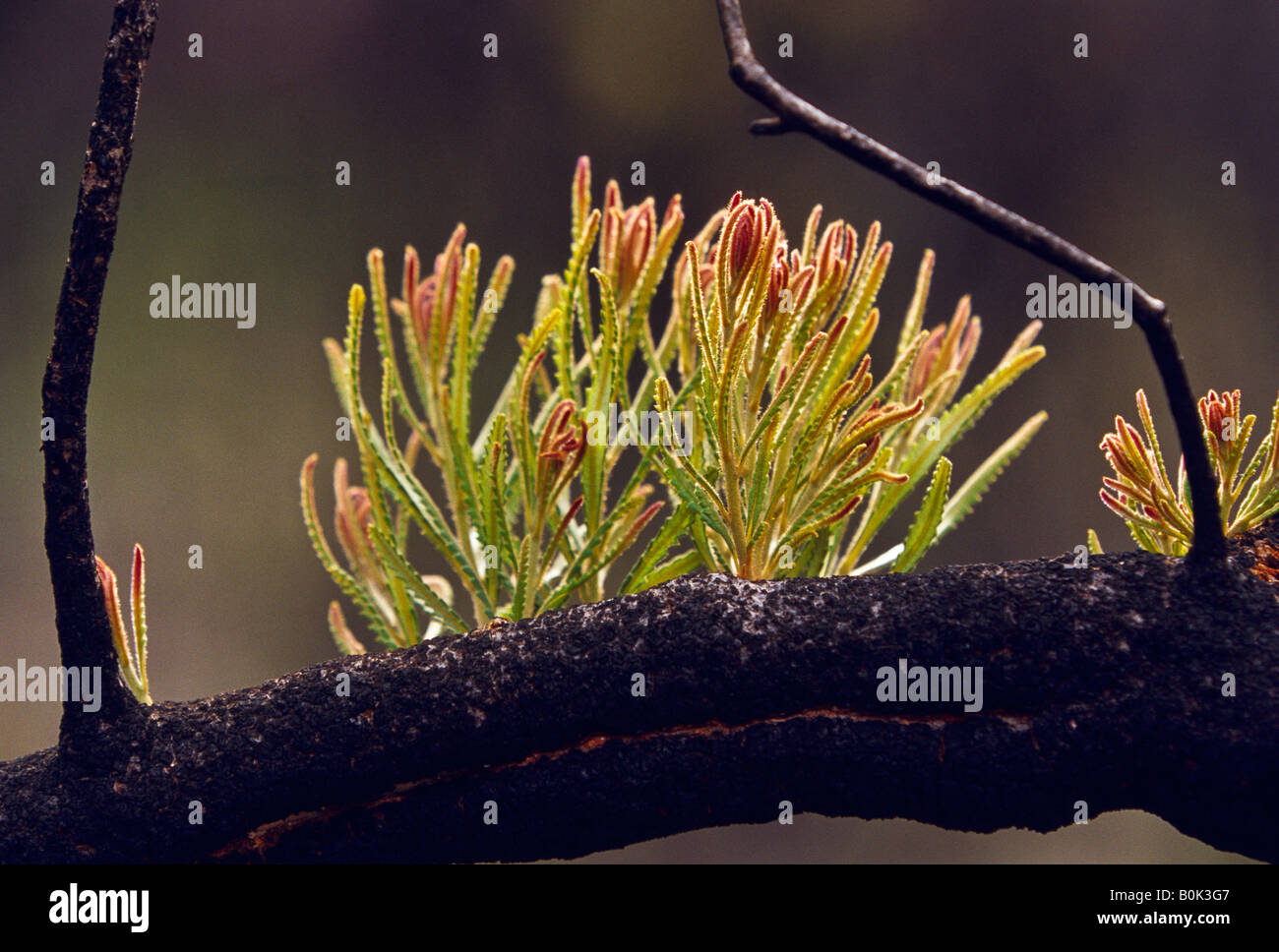 Bushfire regrowth [Western Australia] Stock Photo - Alamy