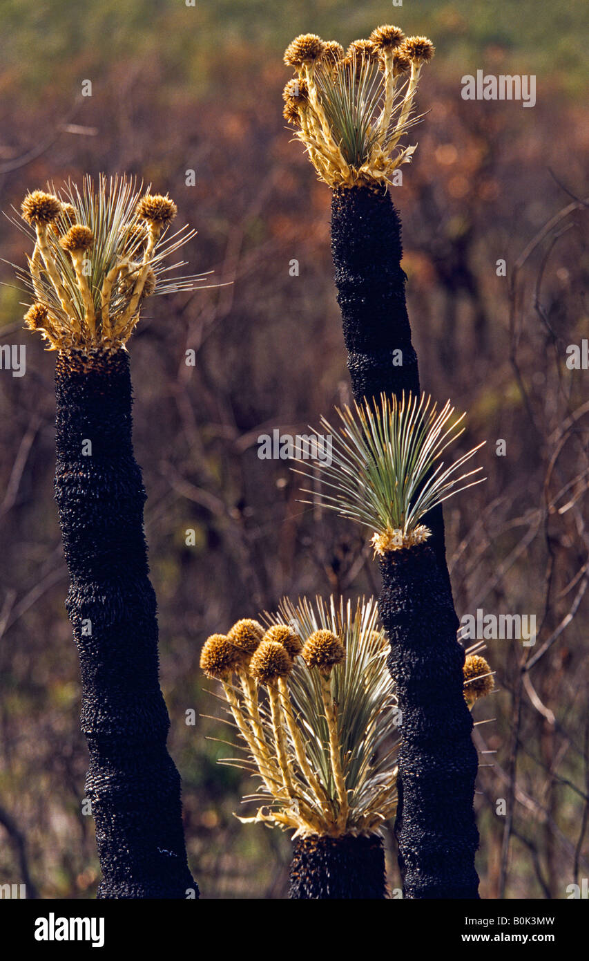 Bushfire regrowth [Western Australia] Stock Photo - Alamy