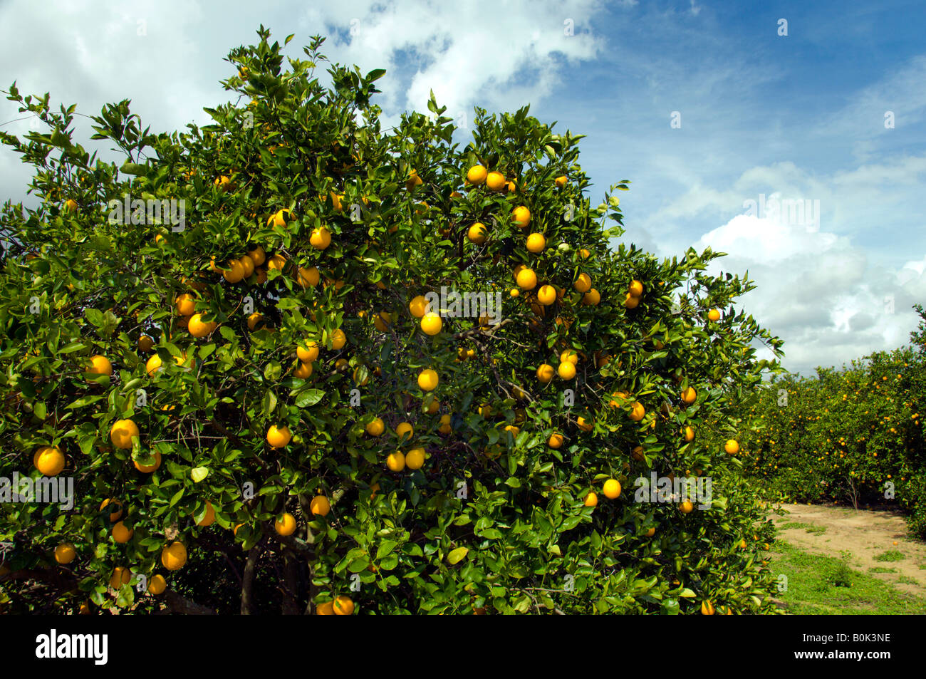 Orange Orchard Florida High Resolution Stock Photography and Images - Alamy