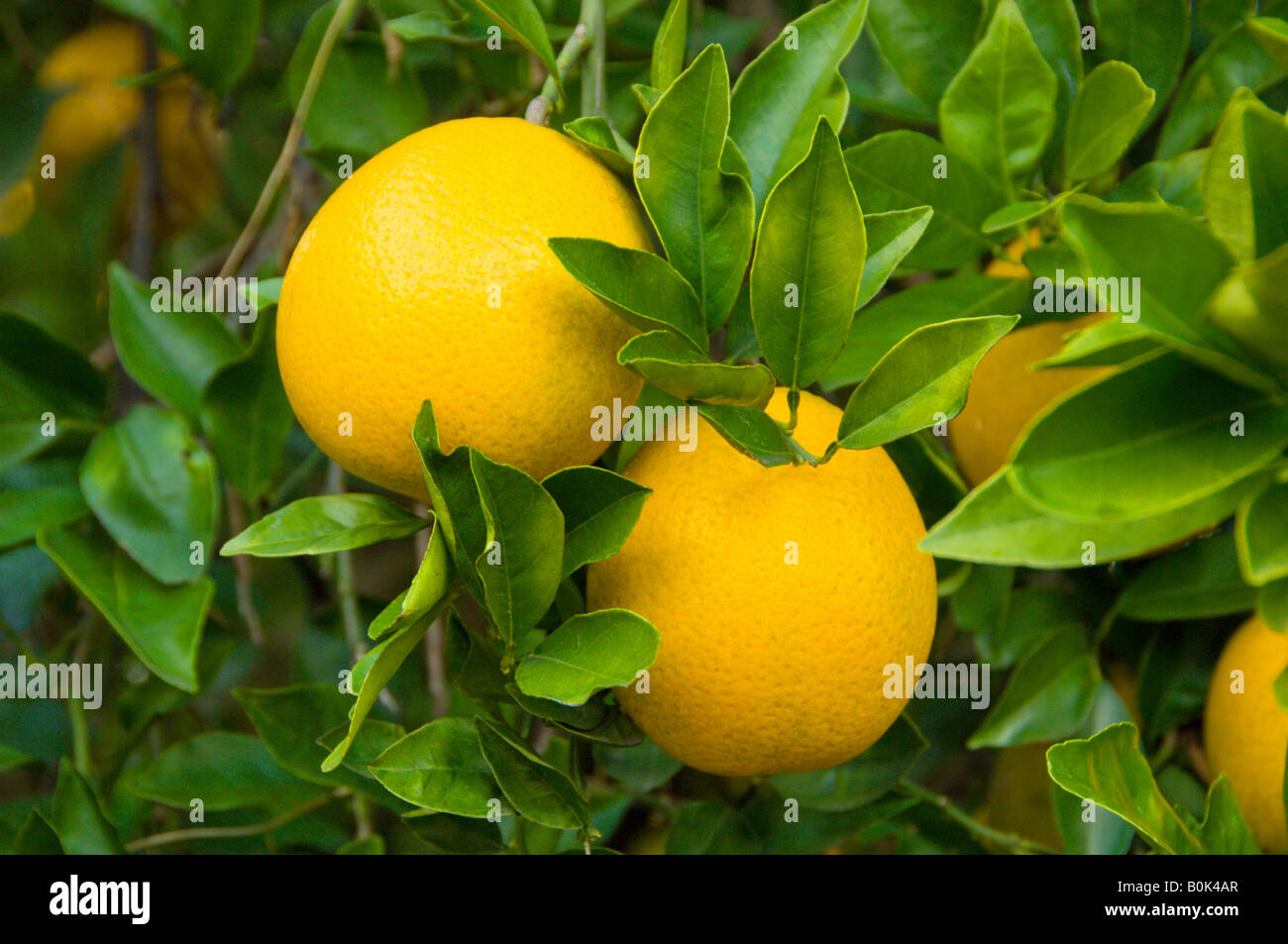 Orange orchard florida hi-res stock photography and images - Alamy