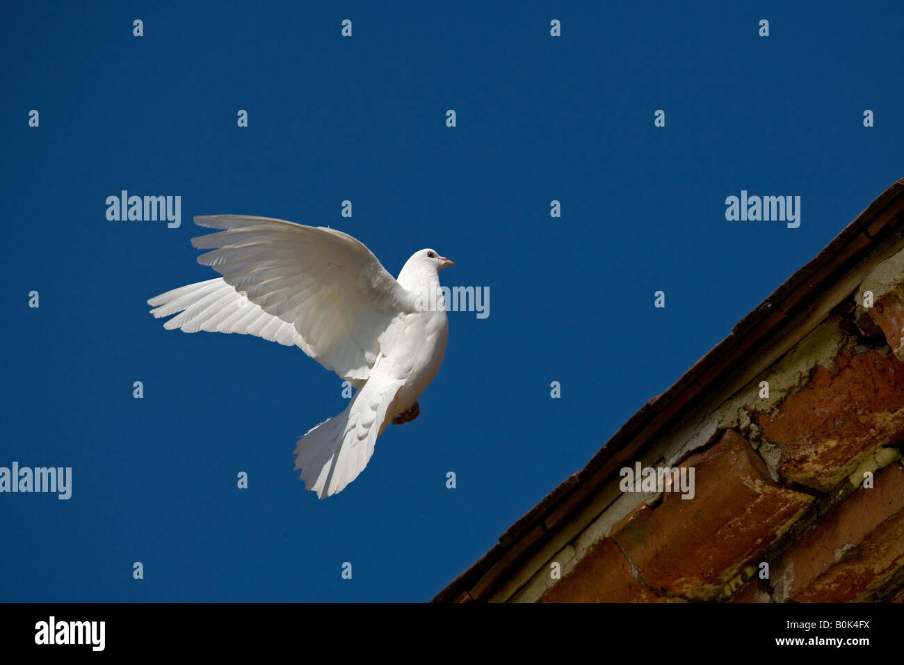 White Doves or Fan-Tailed Pigeons in an historic Dovecote Stock Photo ...