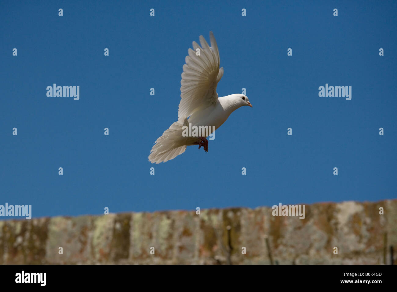 Fan tailed Pigeon Norfolk April Stock Photo - Alamy