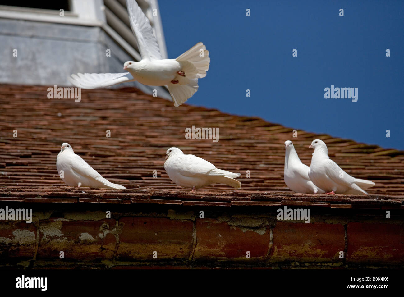 White Doves or Fan-Tailed Pigeons in an historic Dovecote Stock Photo ...