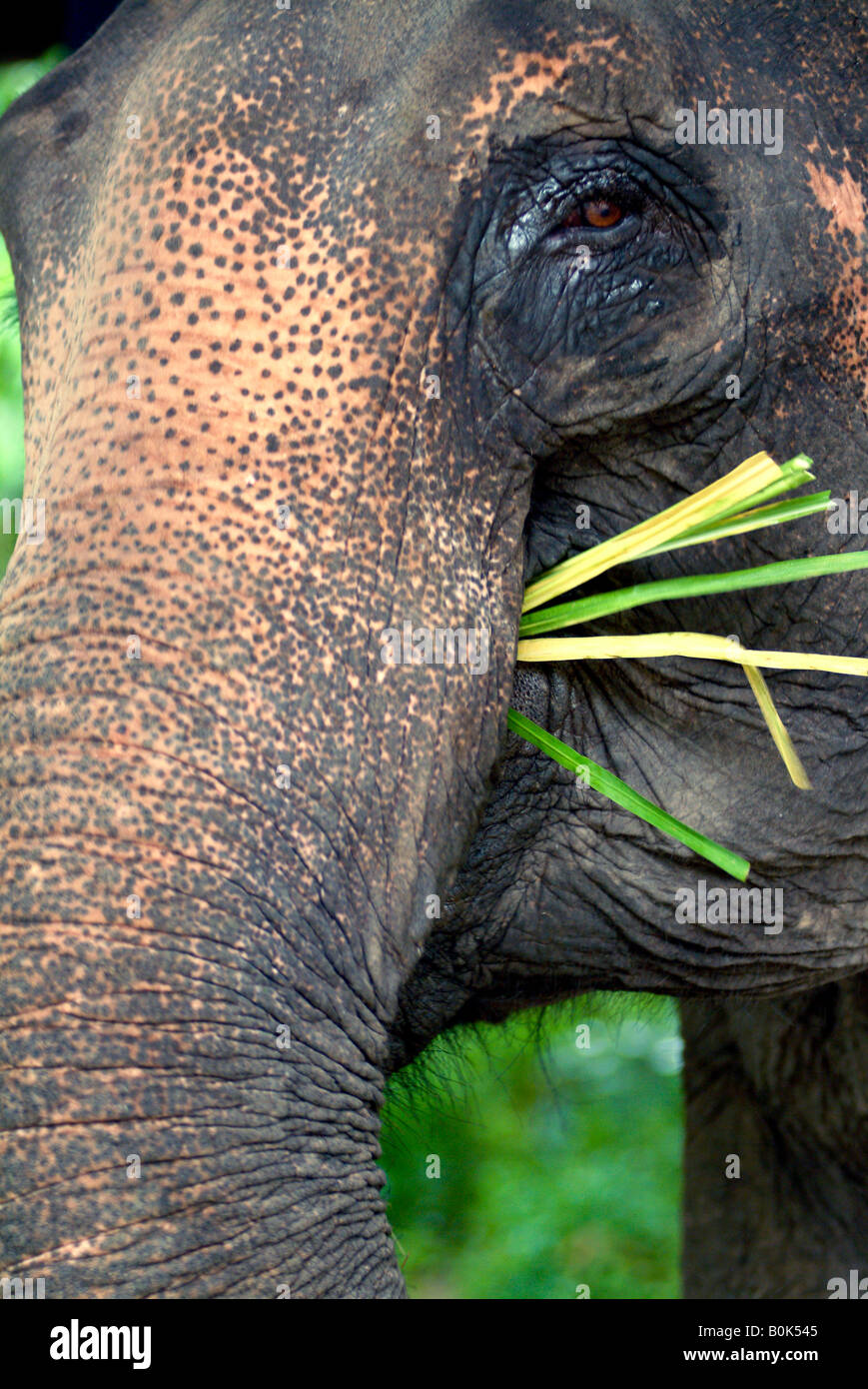 The face of a female Asian elephant Thailand Stock Photo - Alamy