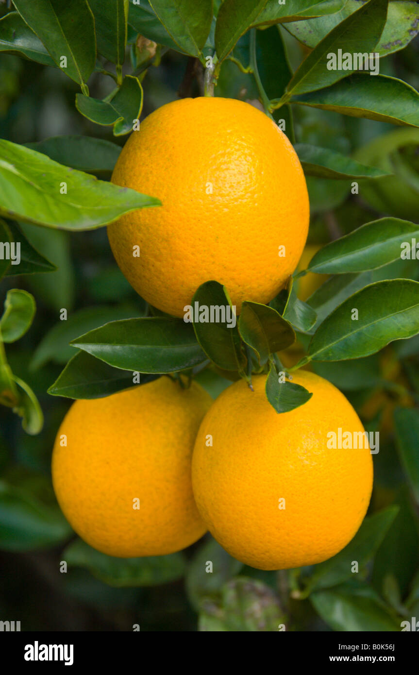 Orchard citrus hi-res stock photography and images - Alamy