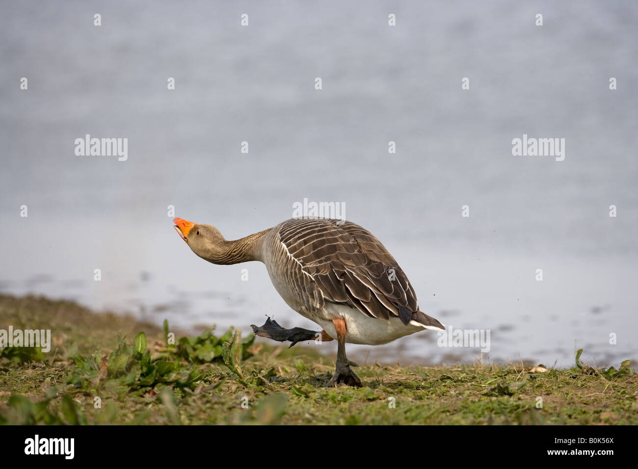 Grey plumage hi-res stock photography and images - Alamy