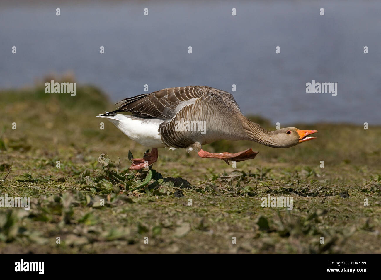Greylag Goose Anser anser Chasing rival Gander Stock Photo - Alamy