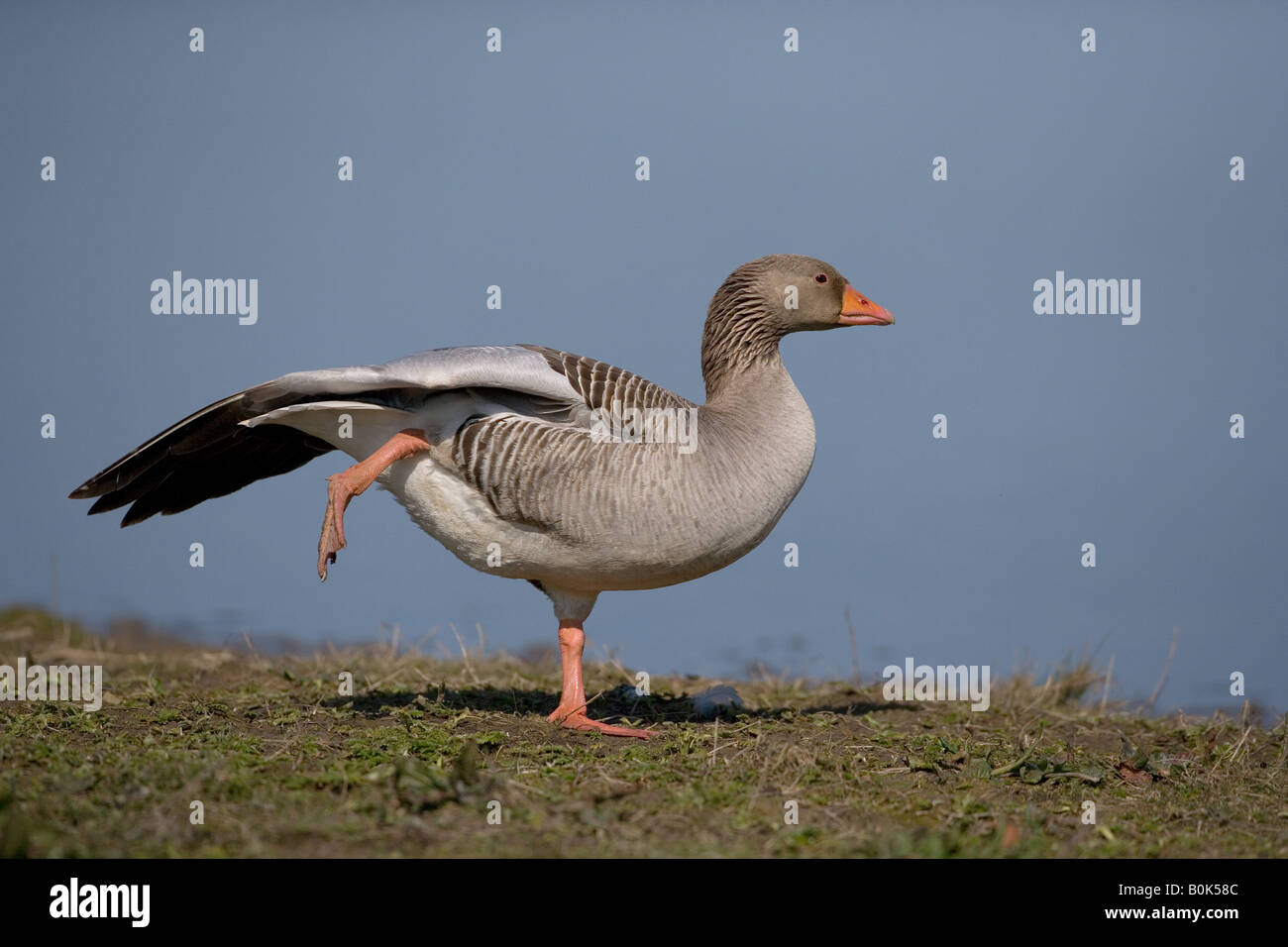 Greylag Goose Anser anser Wing Stretching Stock Photo - Alamy