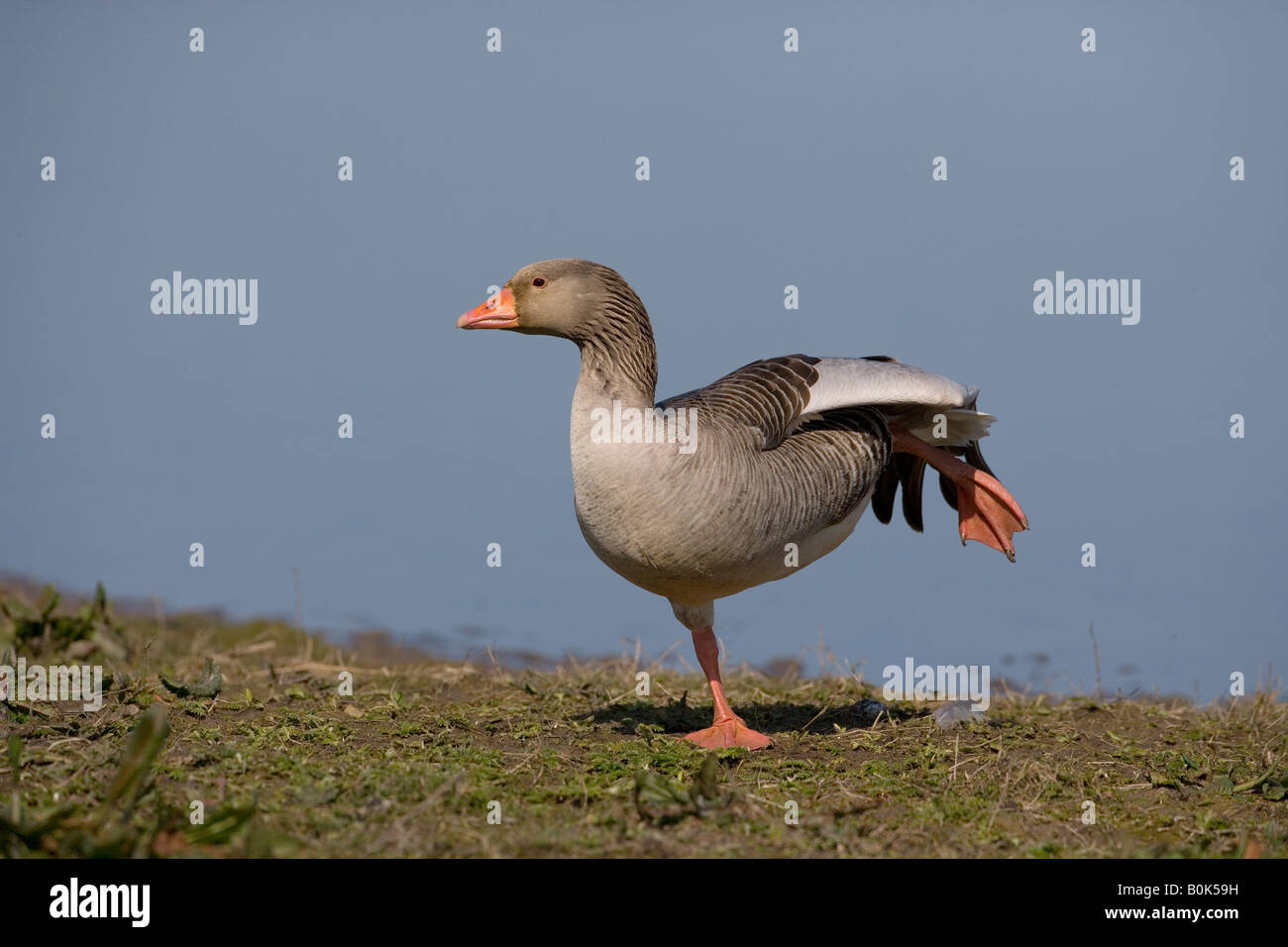 Bulkiest goose hi-res stock photography and images - Alamy