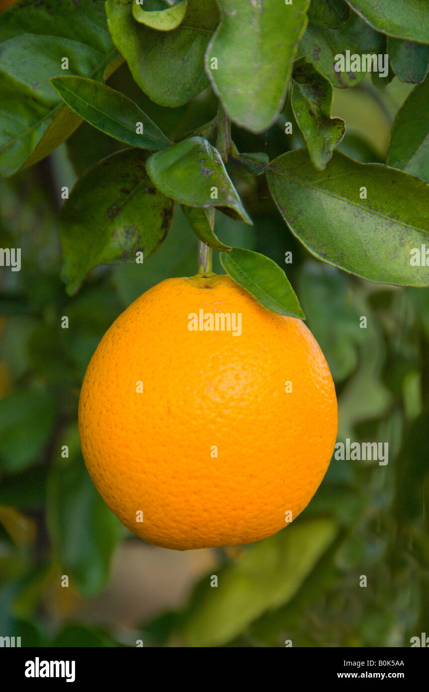 Orange tree hi-res stock photography and images - Alamy