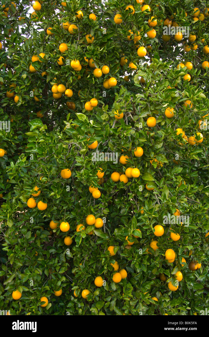 Orchard citrus hi-res stock photography and images - Alamy