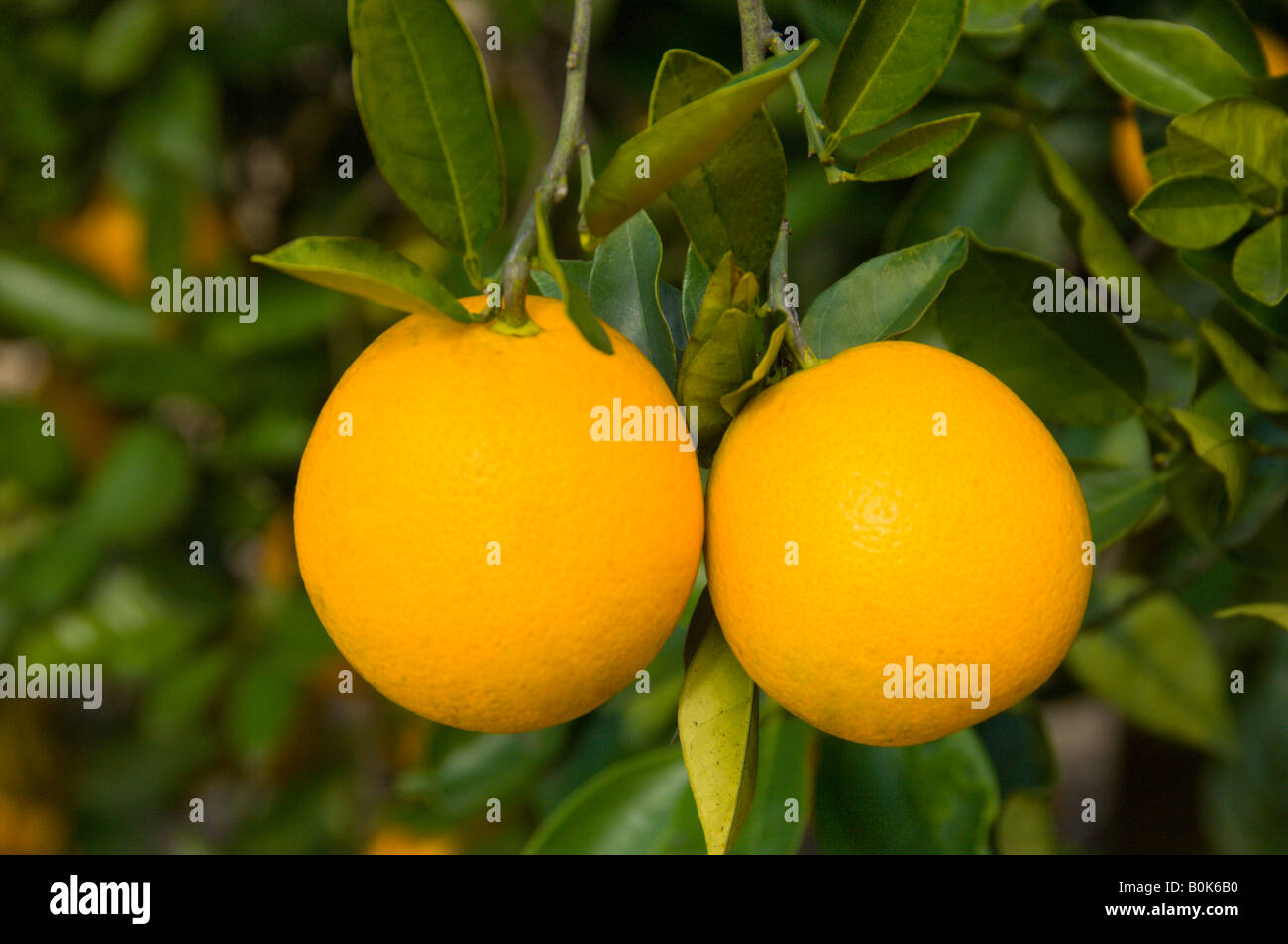 Orange tree hi-res stock photography and images - Alamy