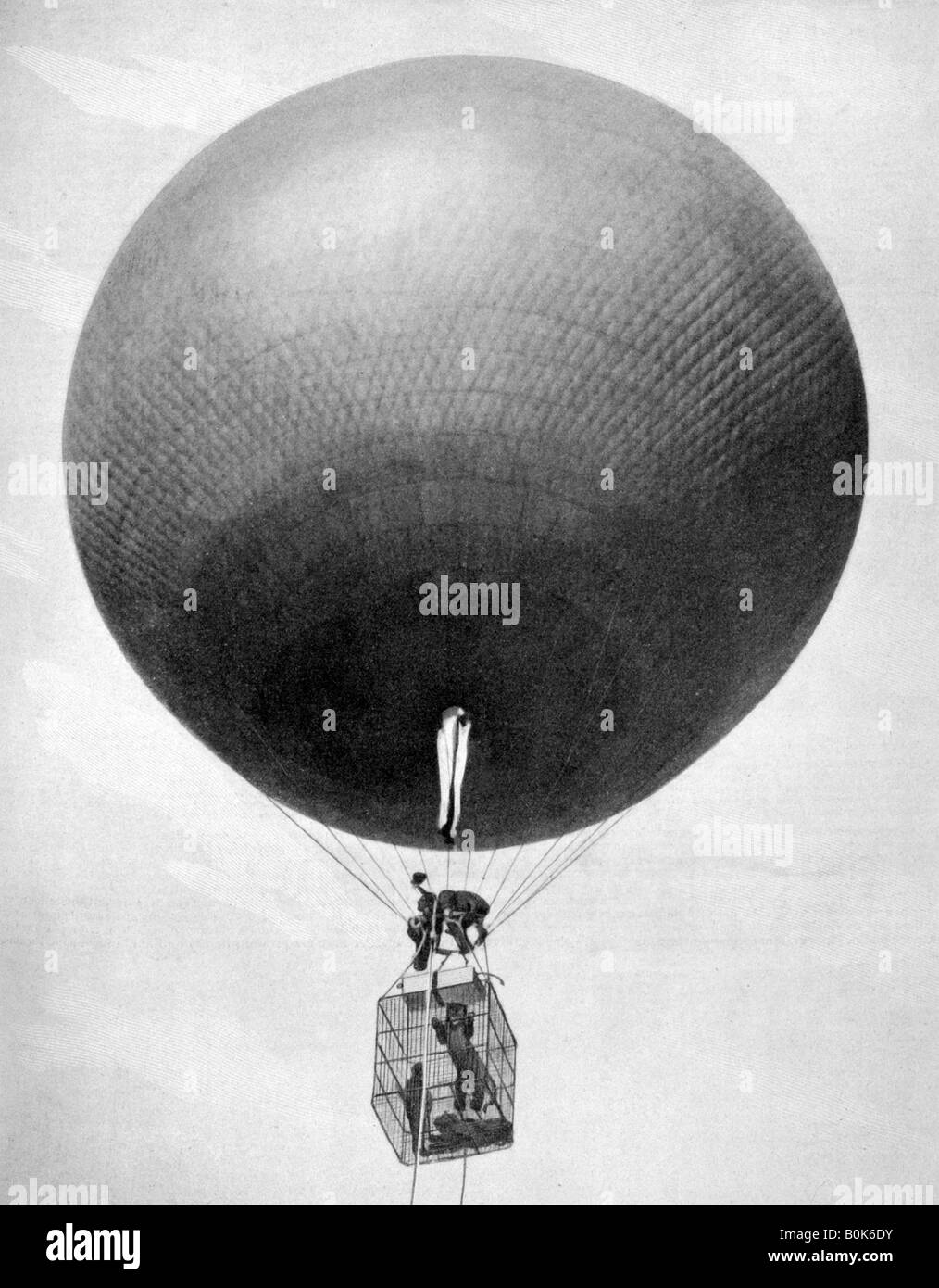 Cage lion Black and White Stock Photos & Images - Alamy