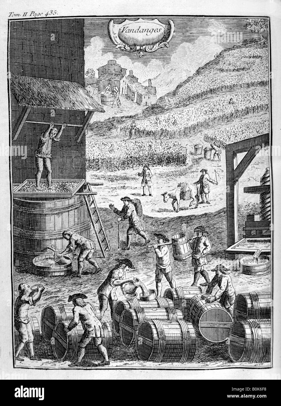 Grapes farming Black and White Stock Photos & Images - Alamy