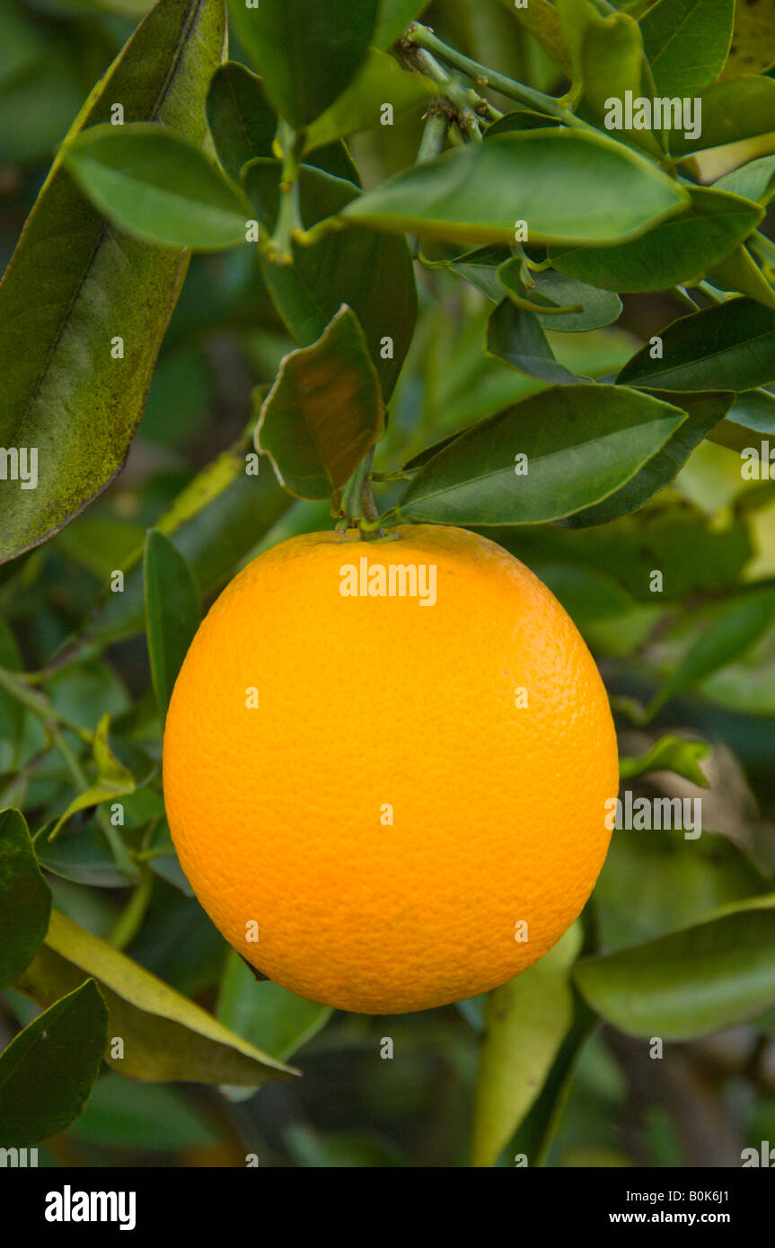 Florida citrus tree hi-res stock photography and images - Alamy