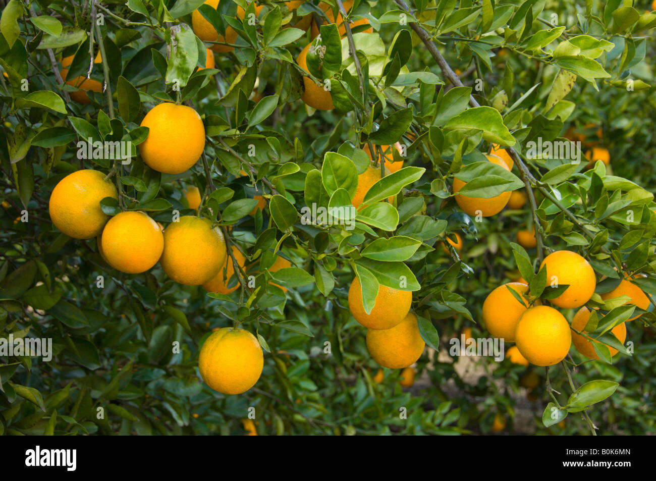 Cluster oranges tree hi-res stock photography and images - Alamy