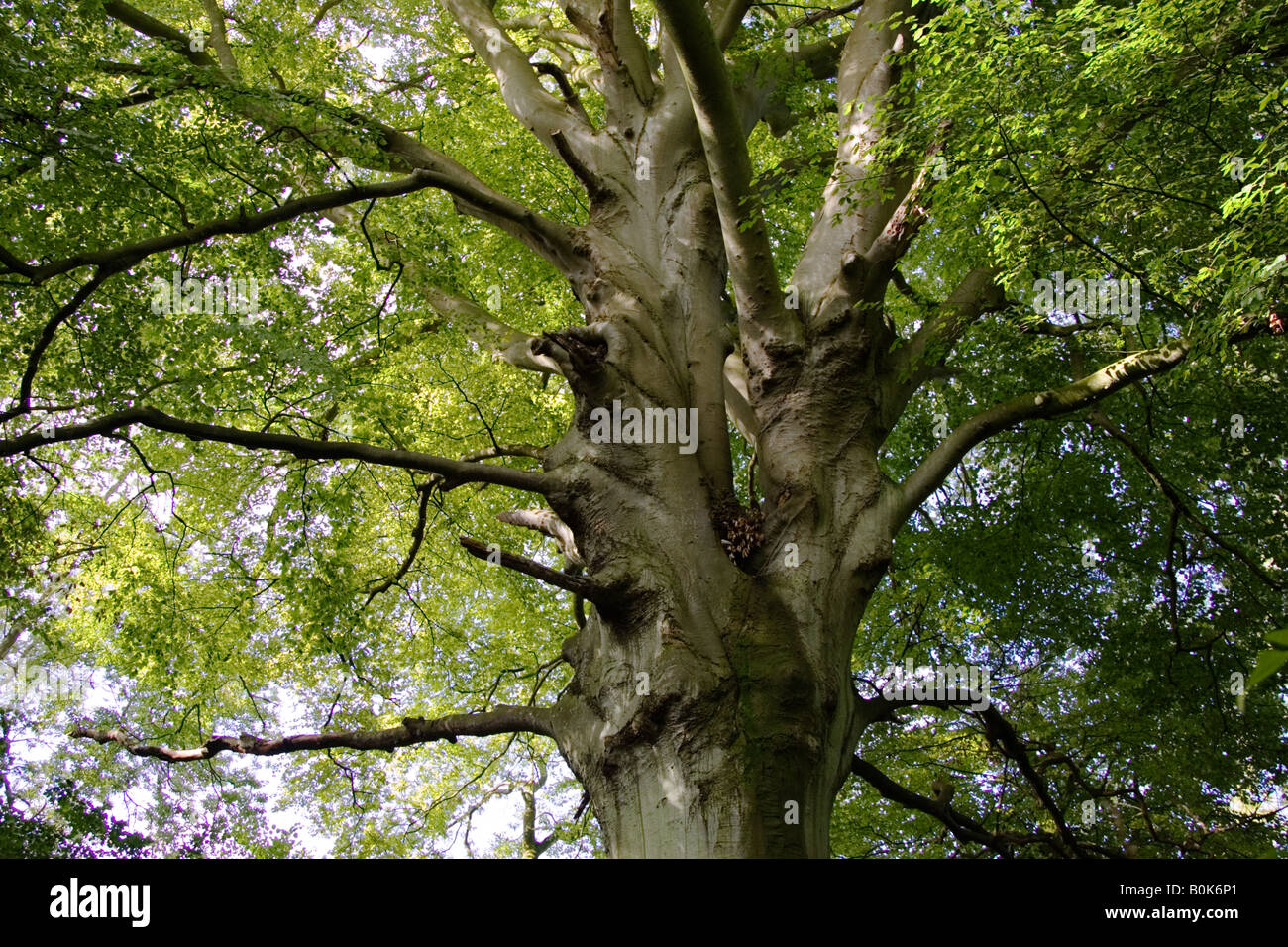 Beech tree in the Cotswolds Oxfordshire United Kingdom Stock Photo - Alamy